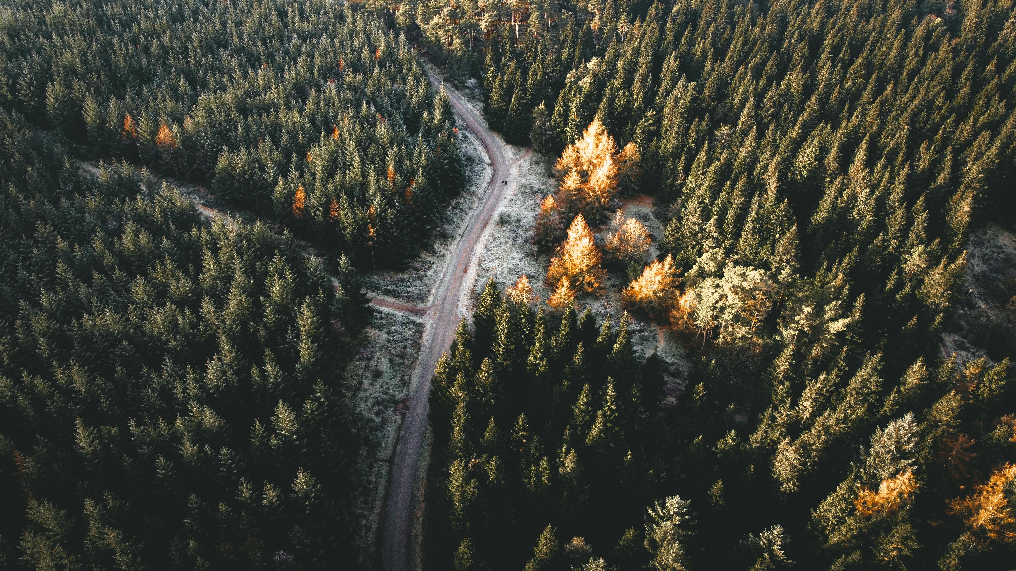 Drone Shot o a Road in the Forest · Free Stock Photo