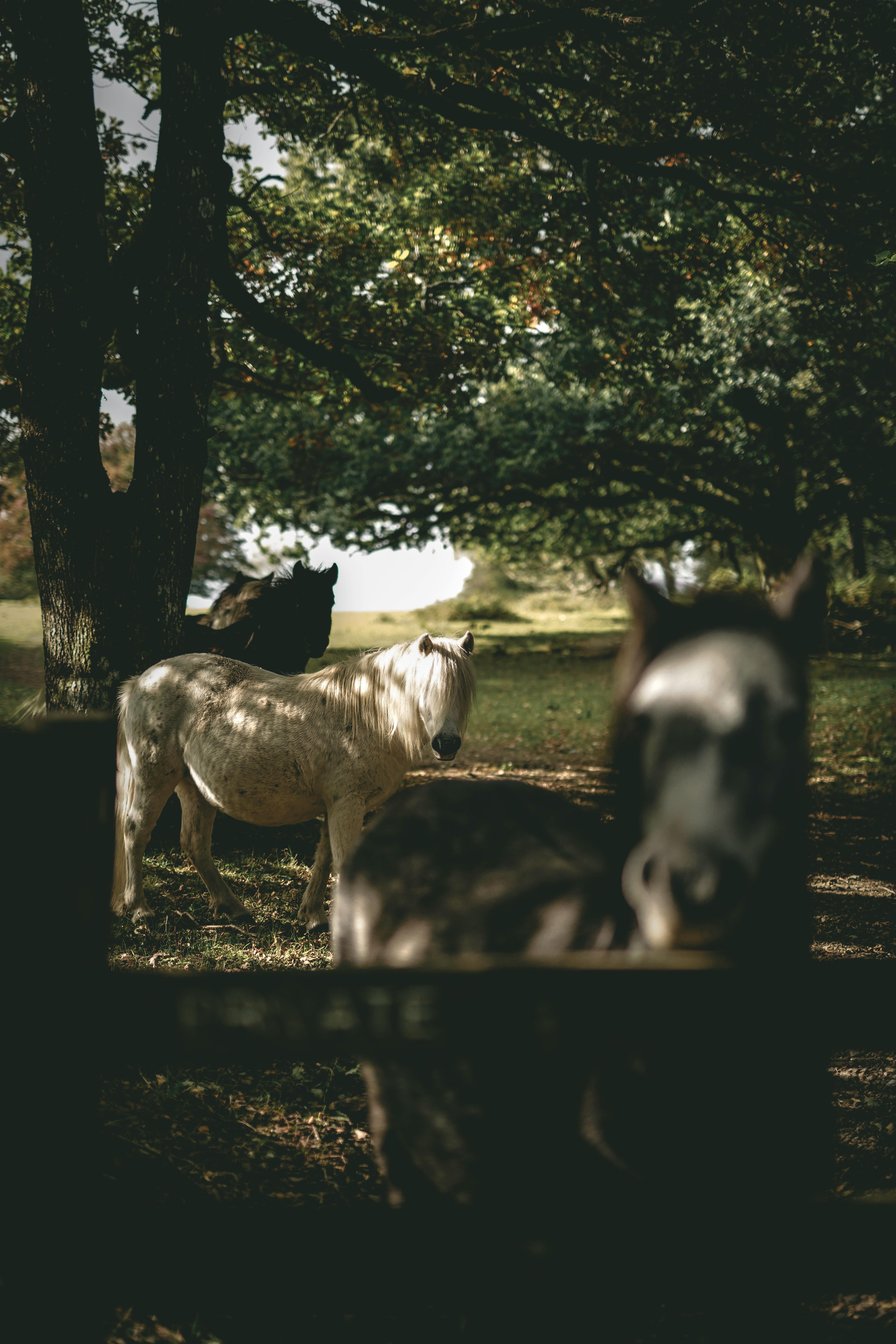 White Horse Under Tree · Free Stock Photo