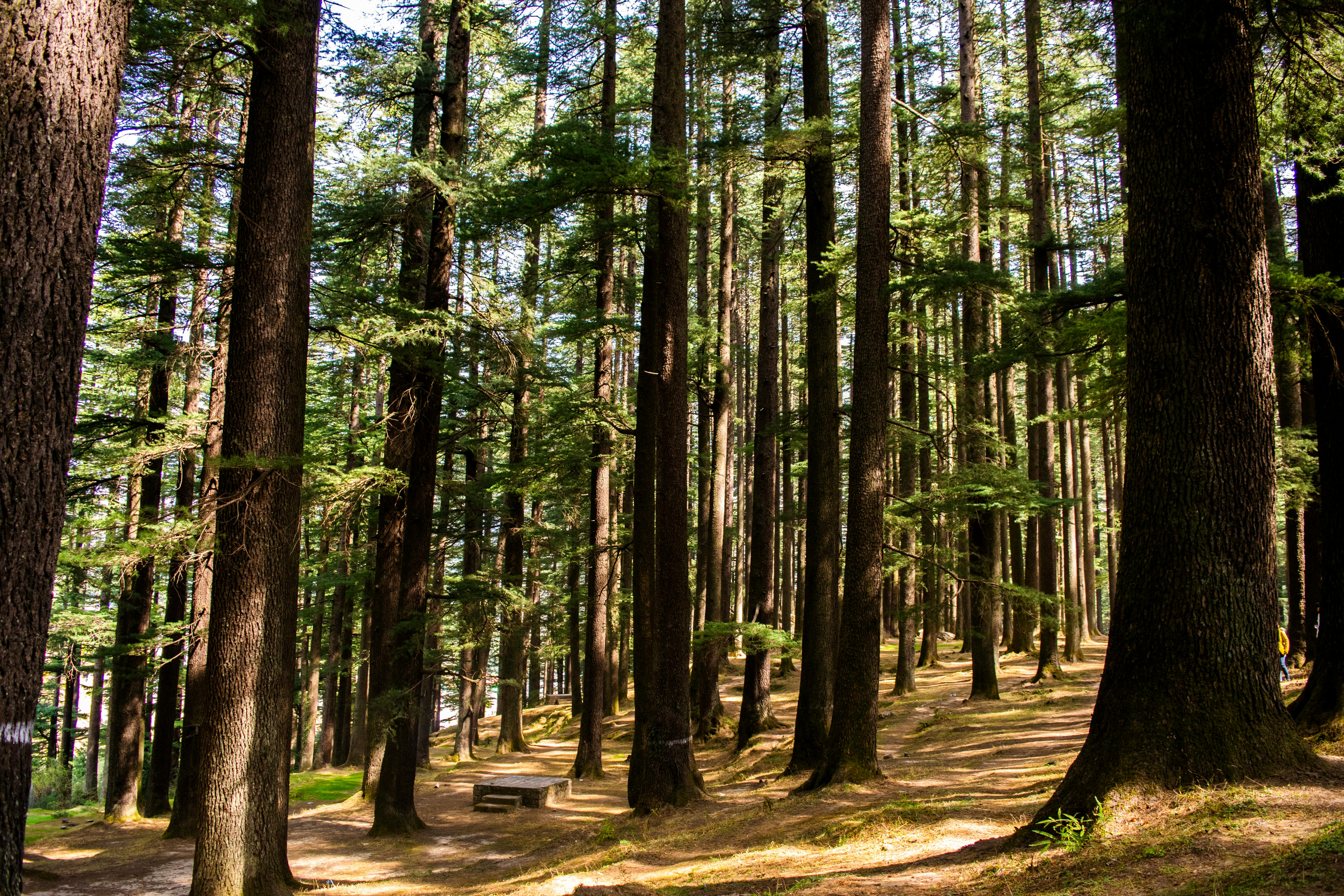 Tall Green Trees in Forest · Free Stock Photo