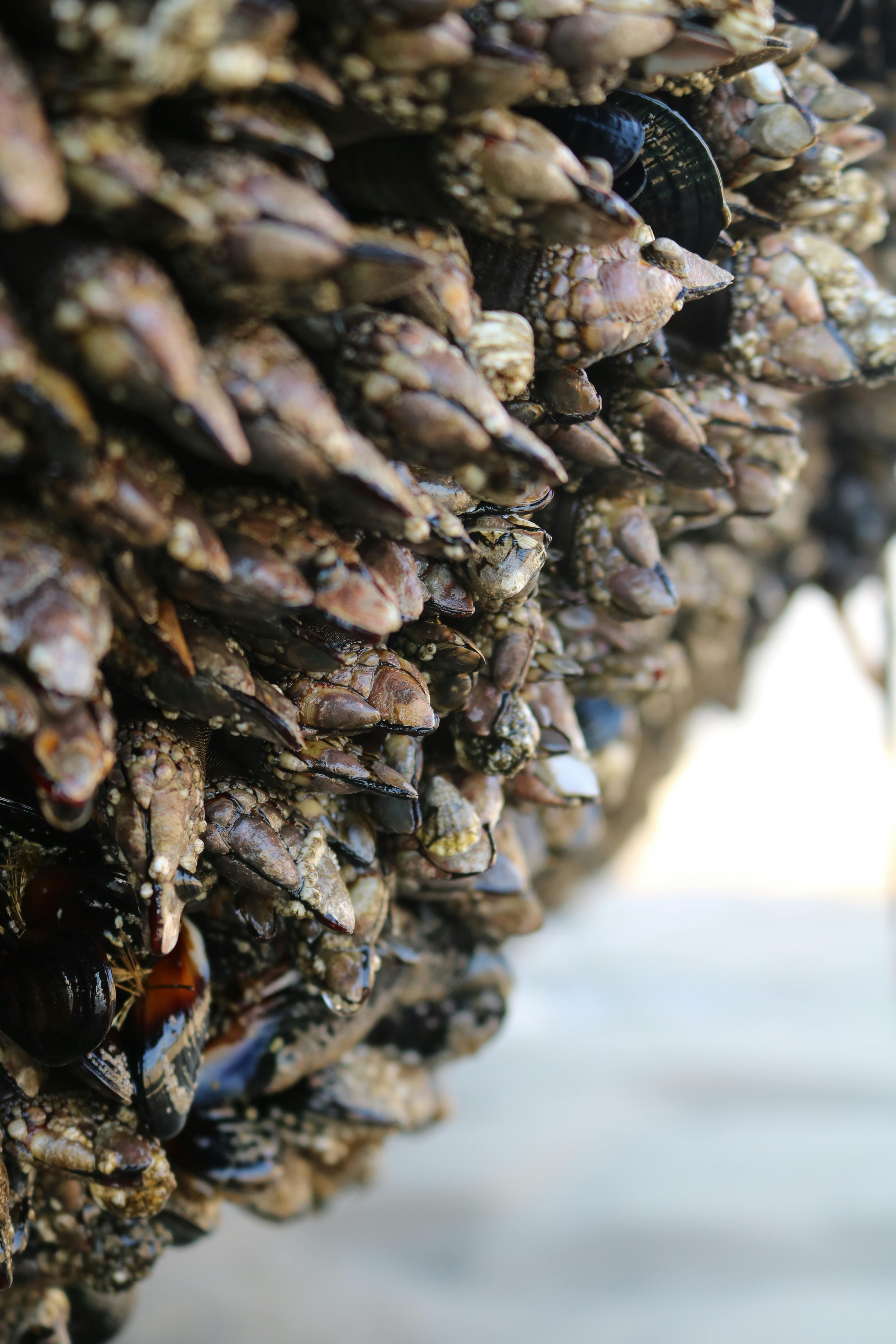 Red and White Seashells on White Sand · Free Stock Photo