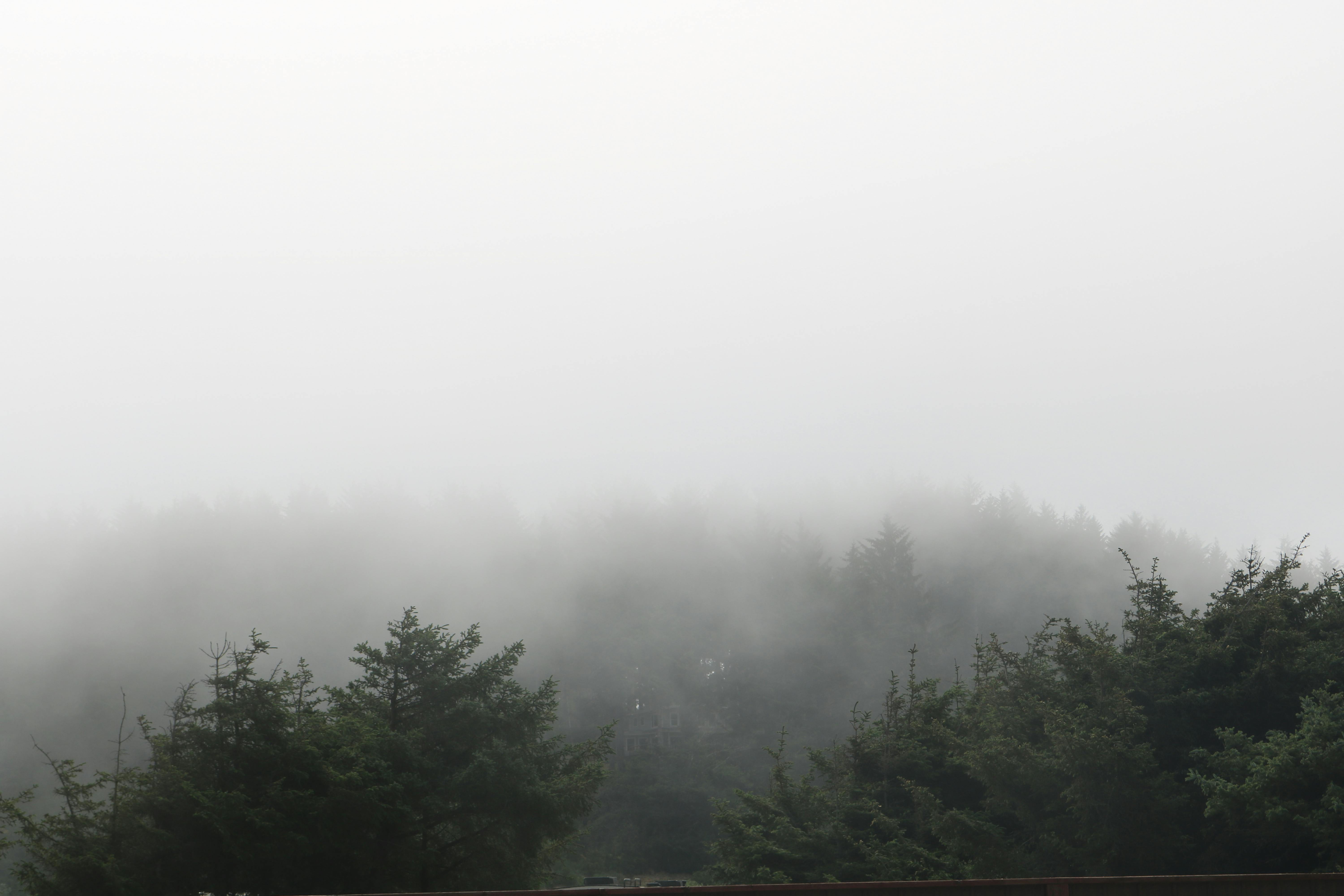 Green Trees Covered with Fog · Free Stock Photo