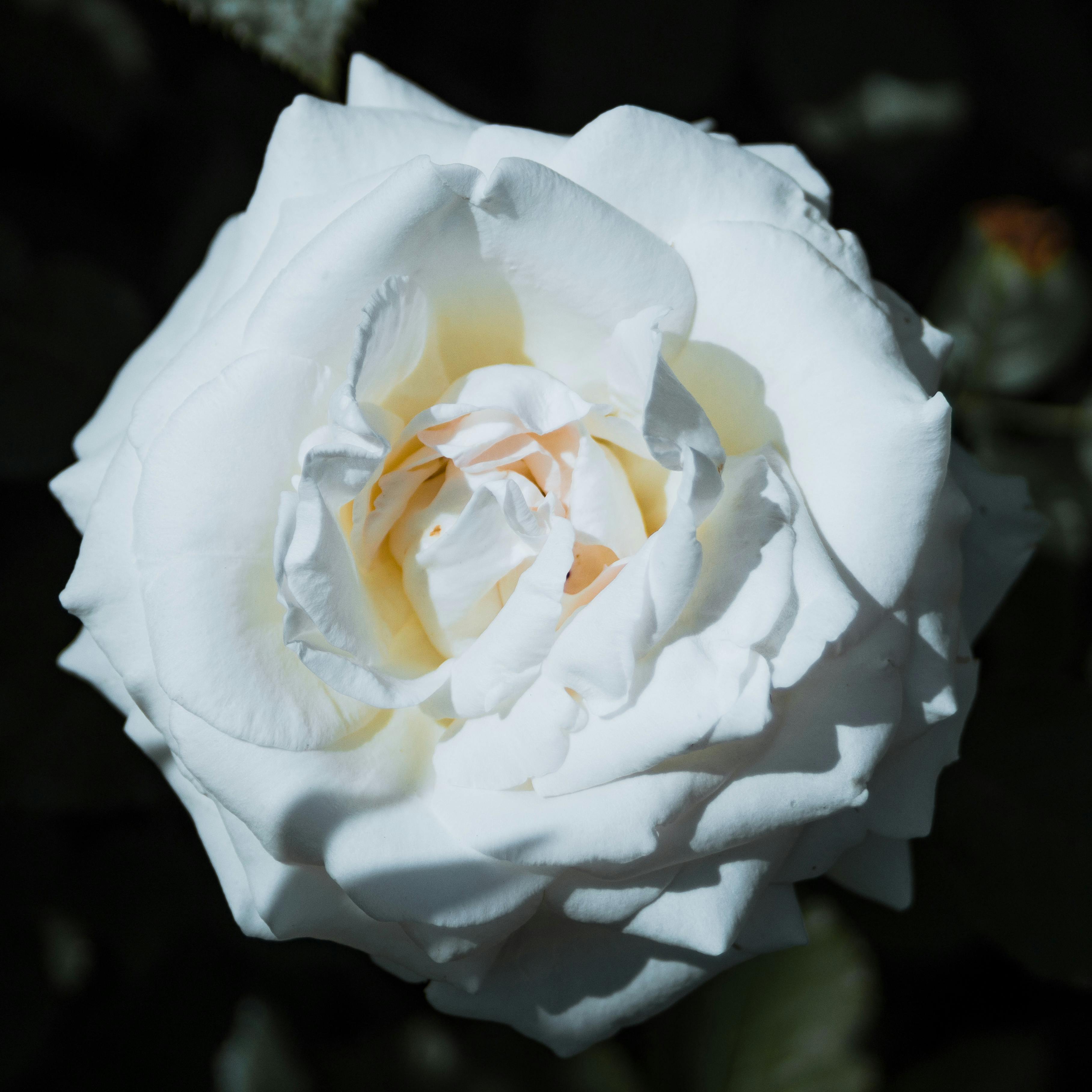 Beautiful White Rose in Bloom · Free Stock Photo