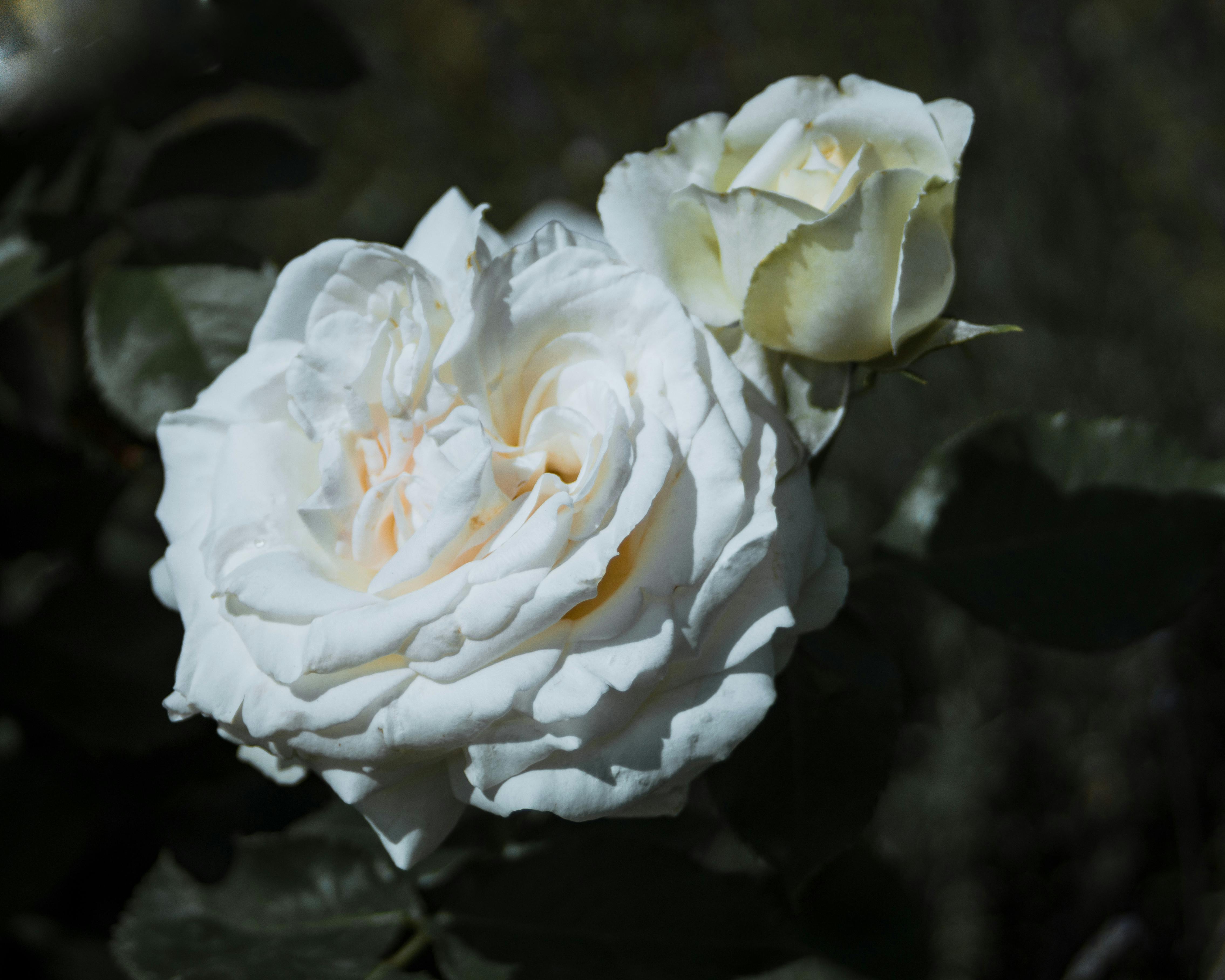 White Rose in Bloom · Free Stock Photo