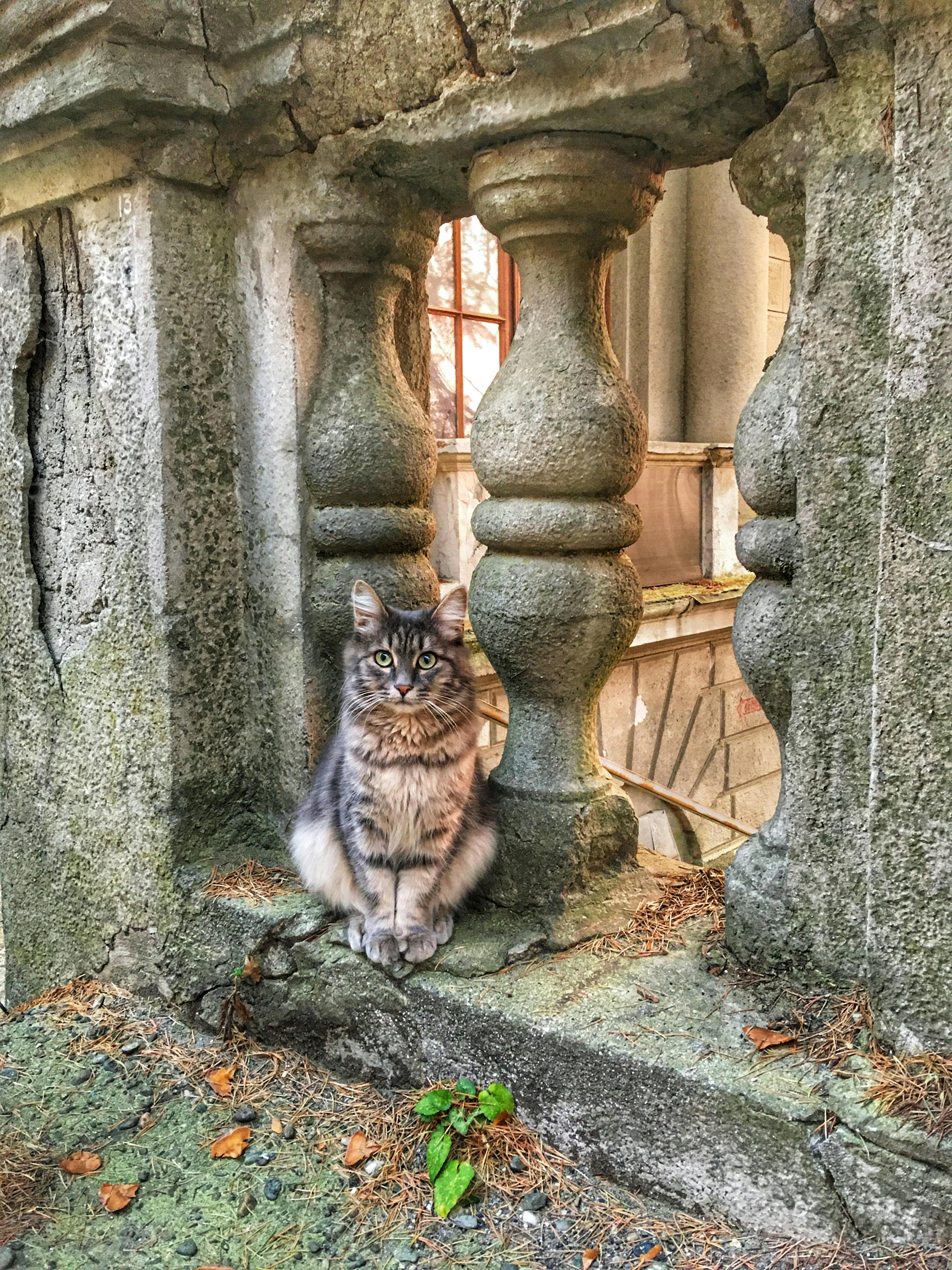 Photo of a Cyprus Cat · Free Stock Photo