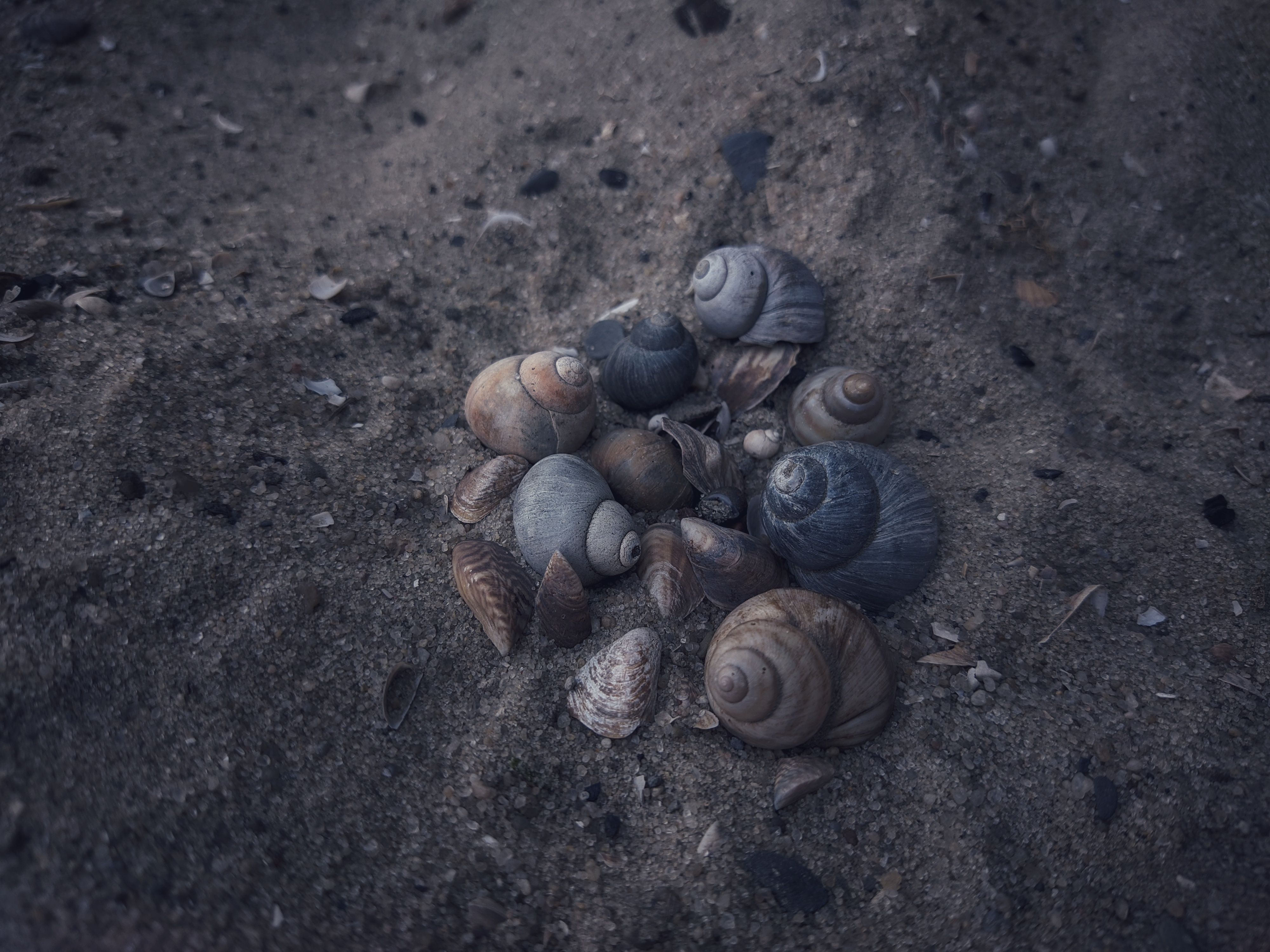 Seashells on Sand · Free Stock Photo