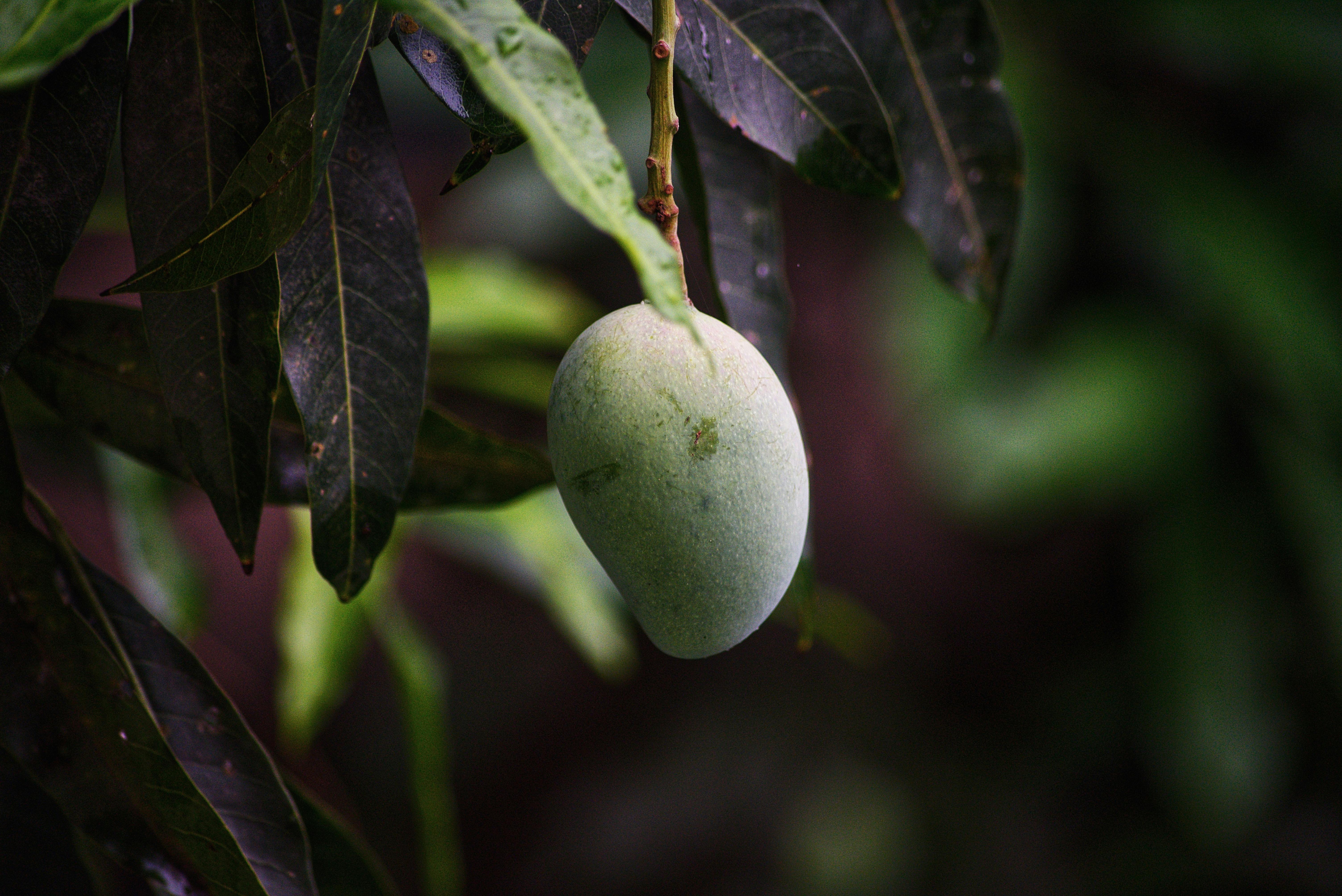 Close-Up Shot of a Mango on the Tree · Free Stock Photo
