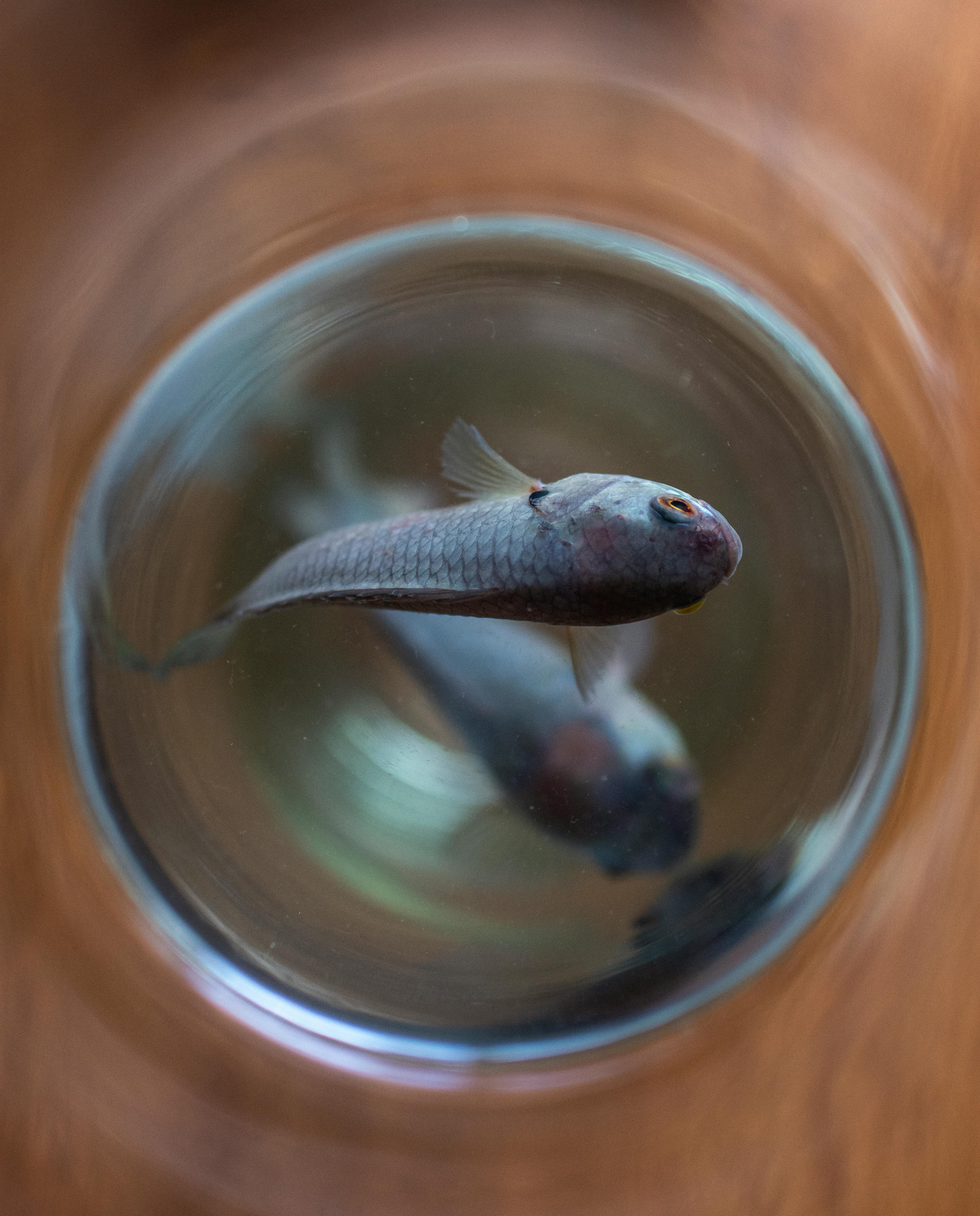 Fish Up Close Photos, Download The BEST Free Fish Up Close Stock Photos ...