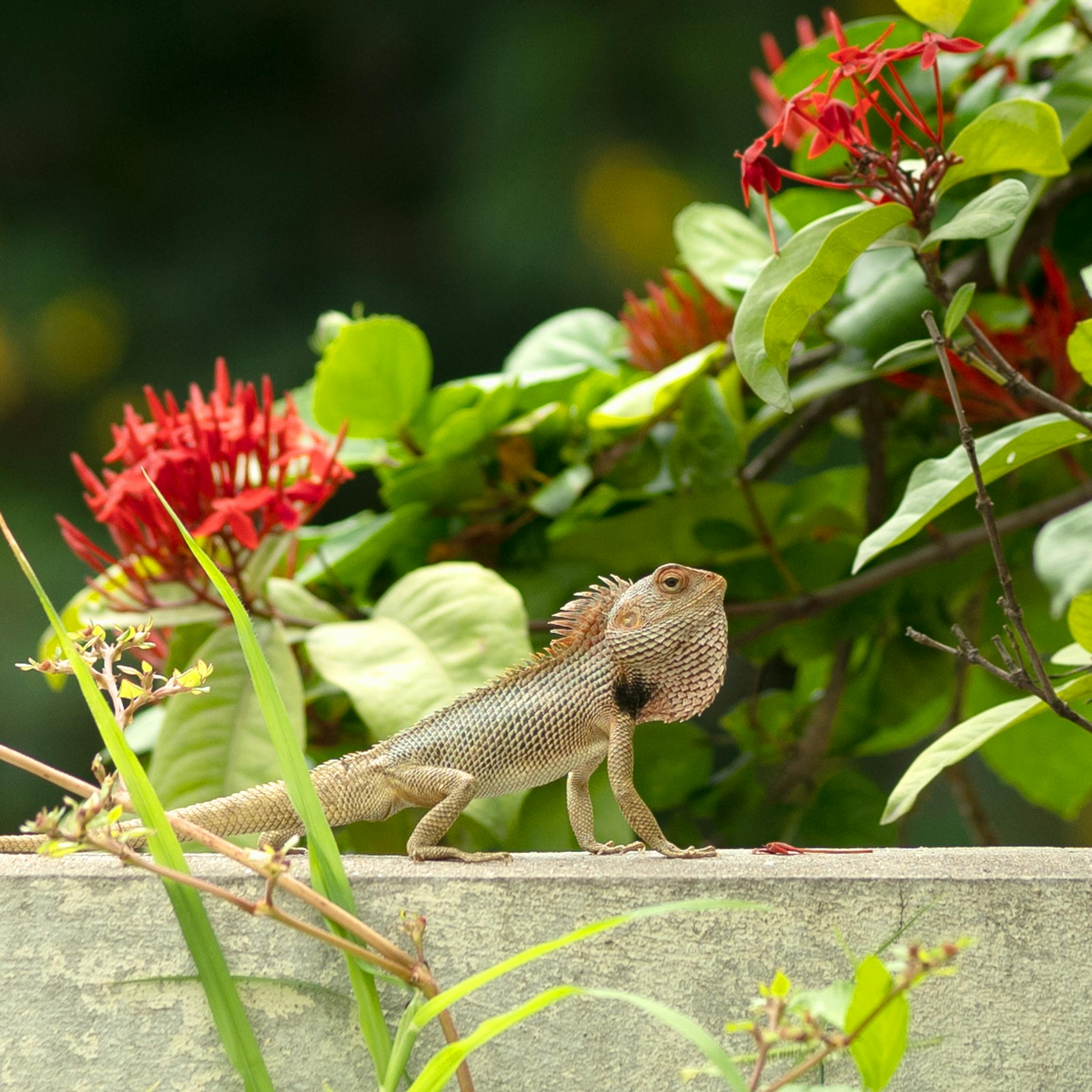 Photo of a Lizard Near Green Leaves · Free Stock Photo