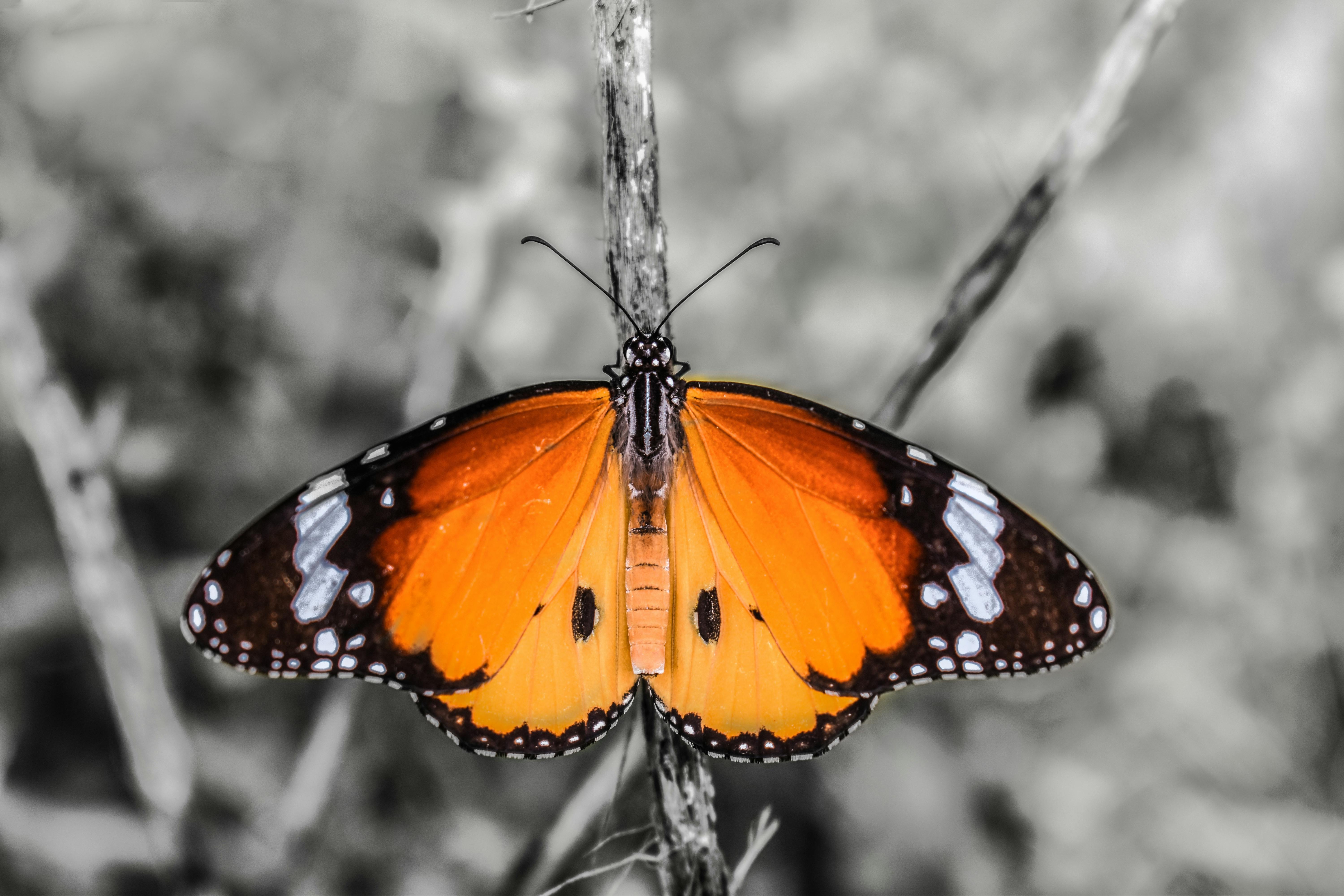 Insects 3 Photos & Videos Collected by MARI PANDY