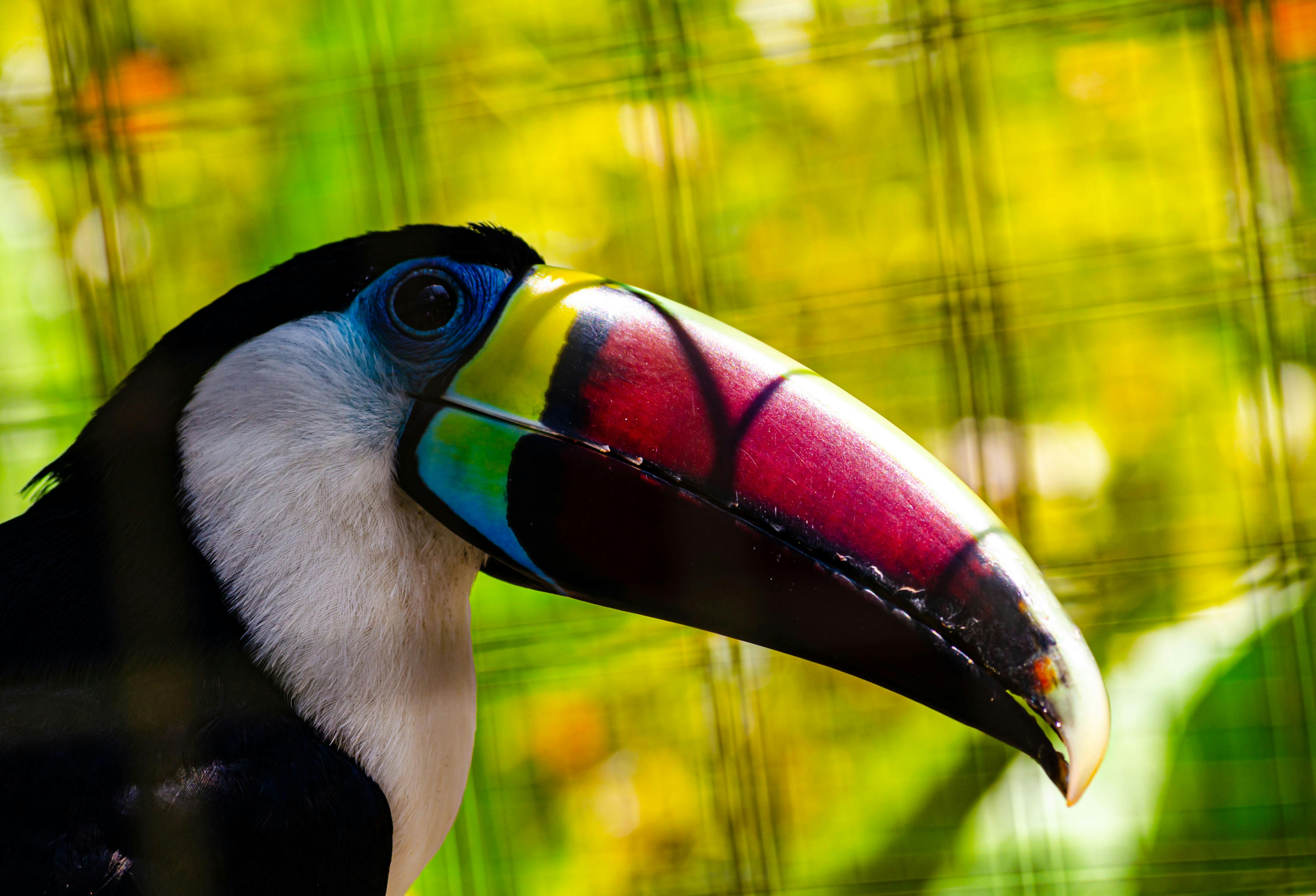 Colourful Toucan Sitting on Wooden Bar · Free Stock Photo