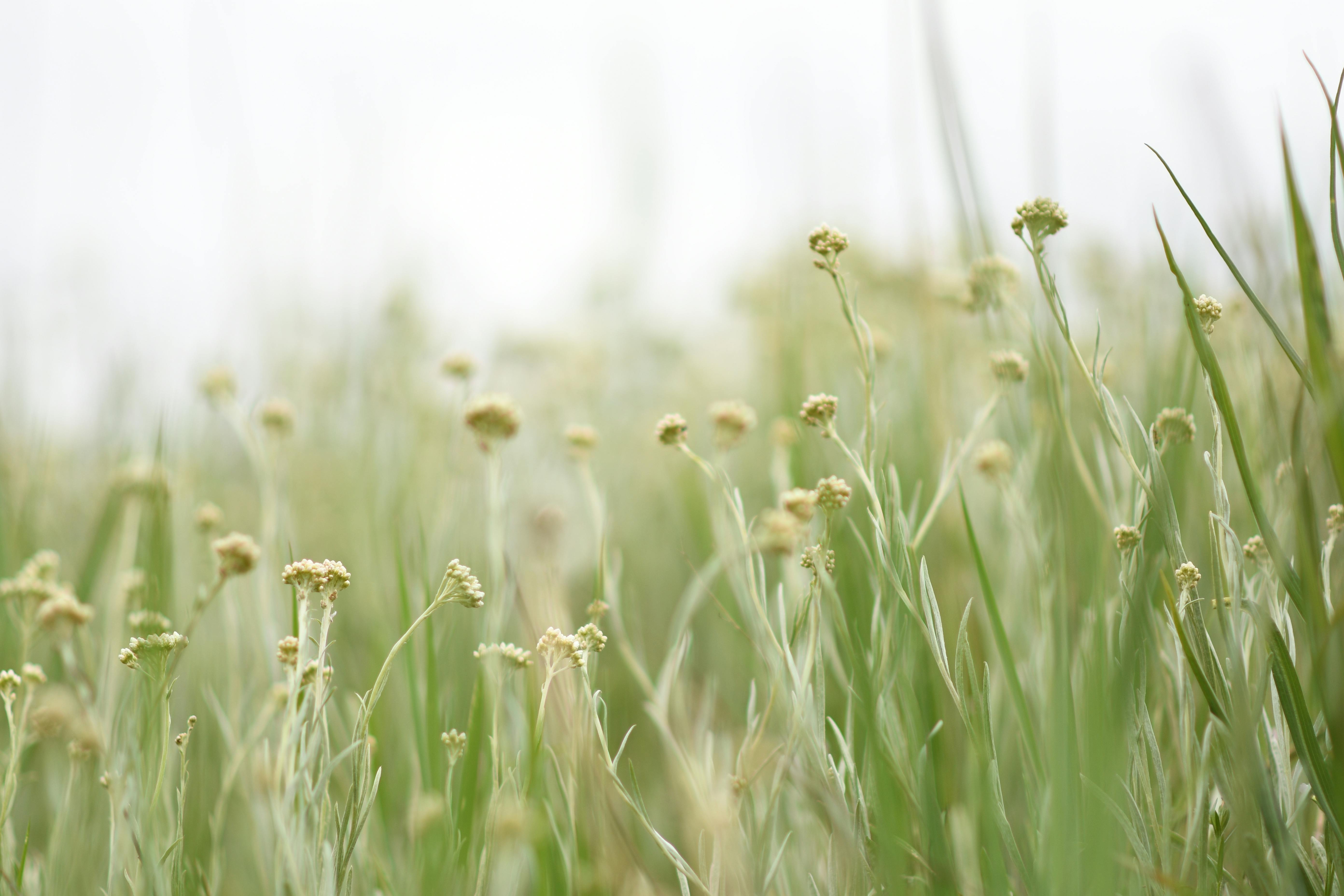 Flowers on the Grass Field · Free Stock Photo