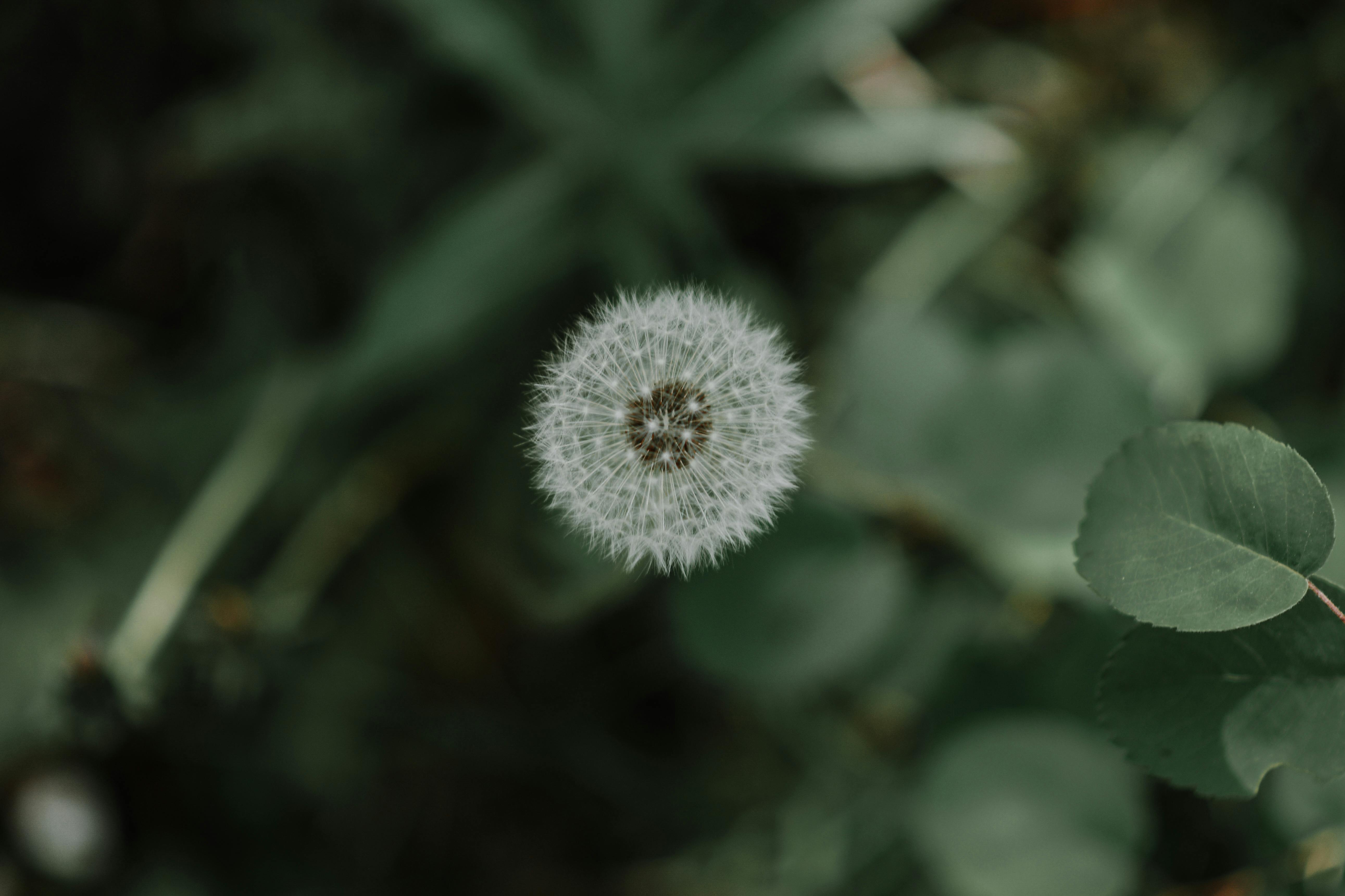 Close-Up Shot of a Dandelion in Bloom · Free Stock Photo