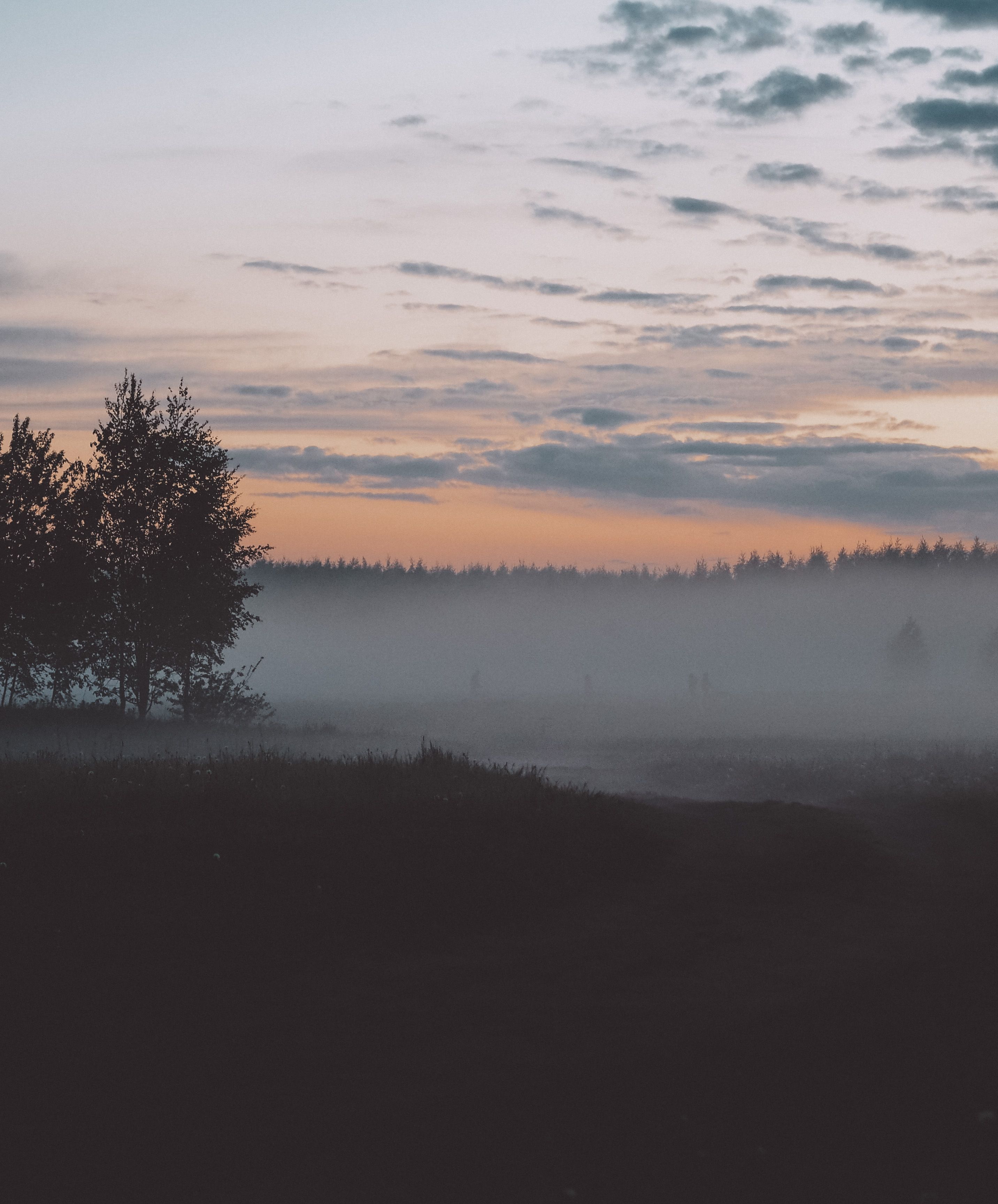 Trees on the Foggy Grass Field · Free Stock Photo