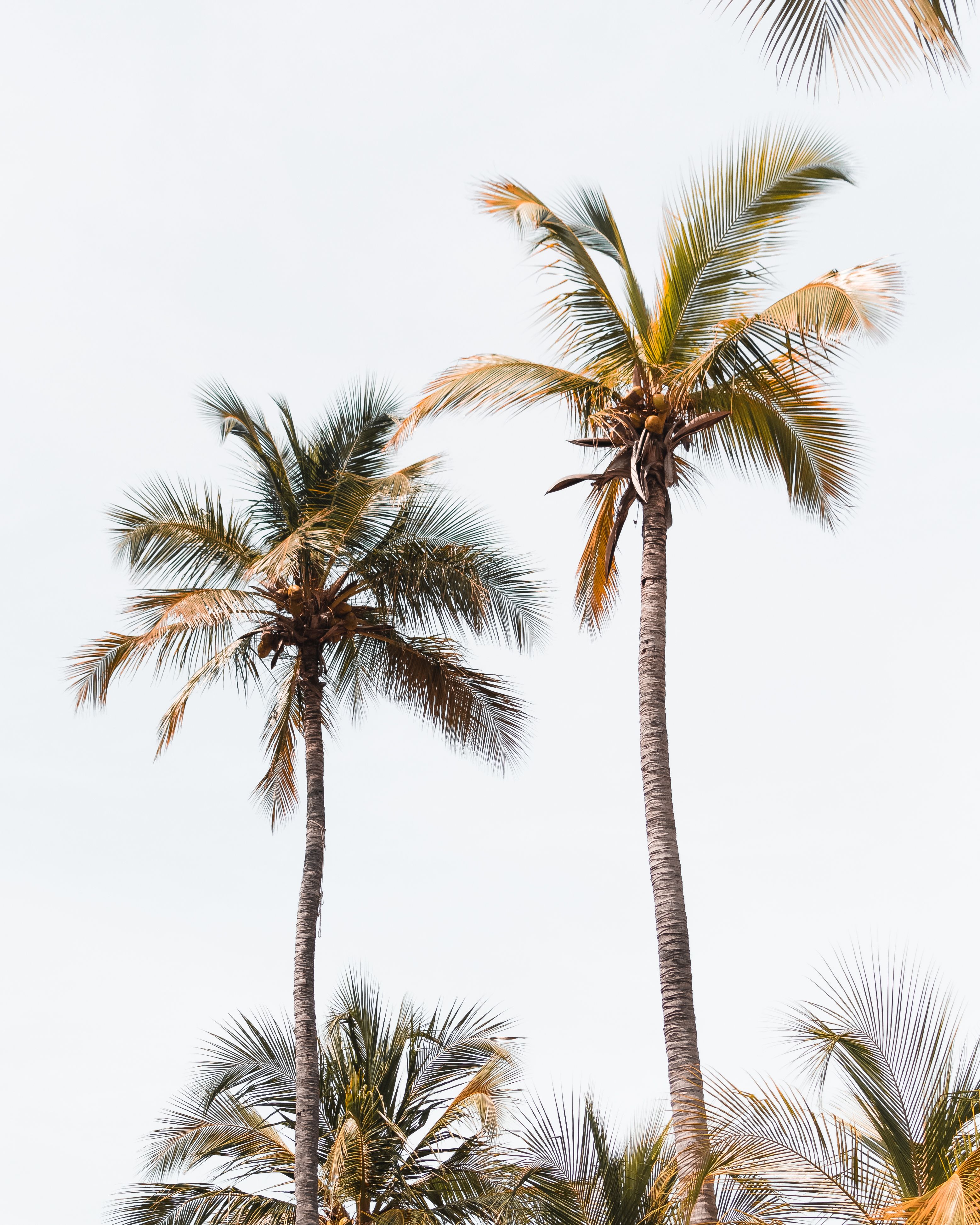 Coconut Tree Near Body of Water · Free Stock Photo