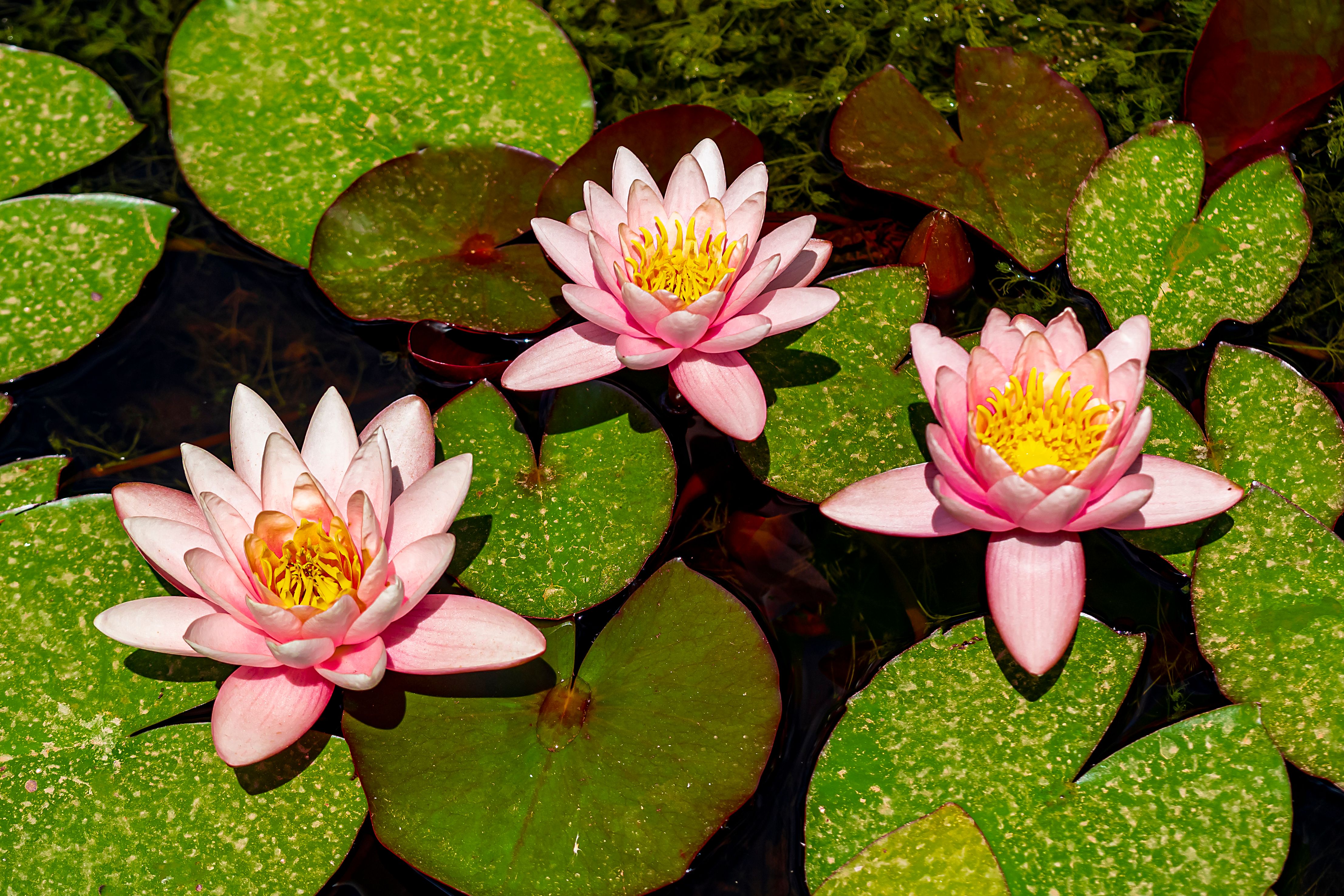 Spanish Pond Photos, Download The BEST Free Spanish Pond Stock Photos ...
