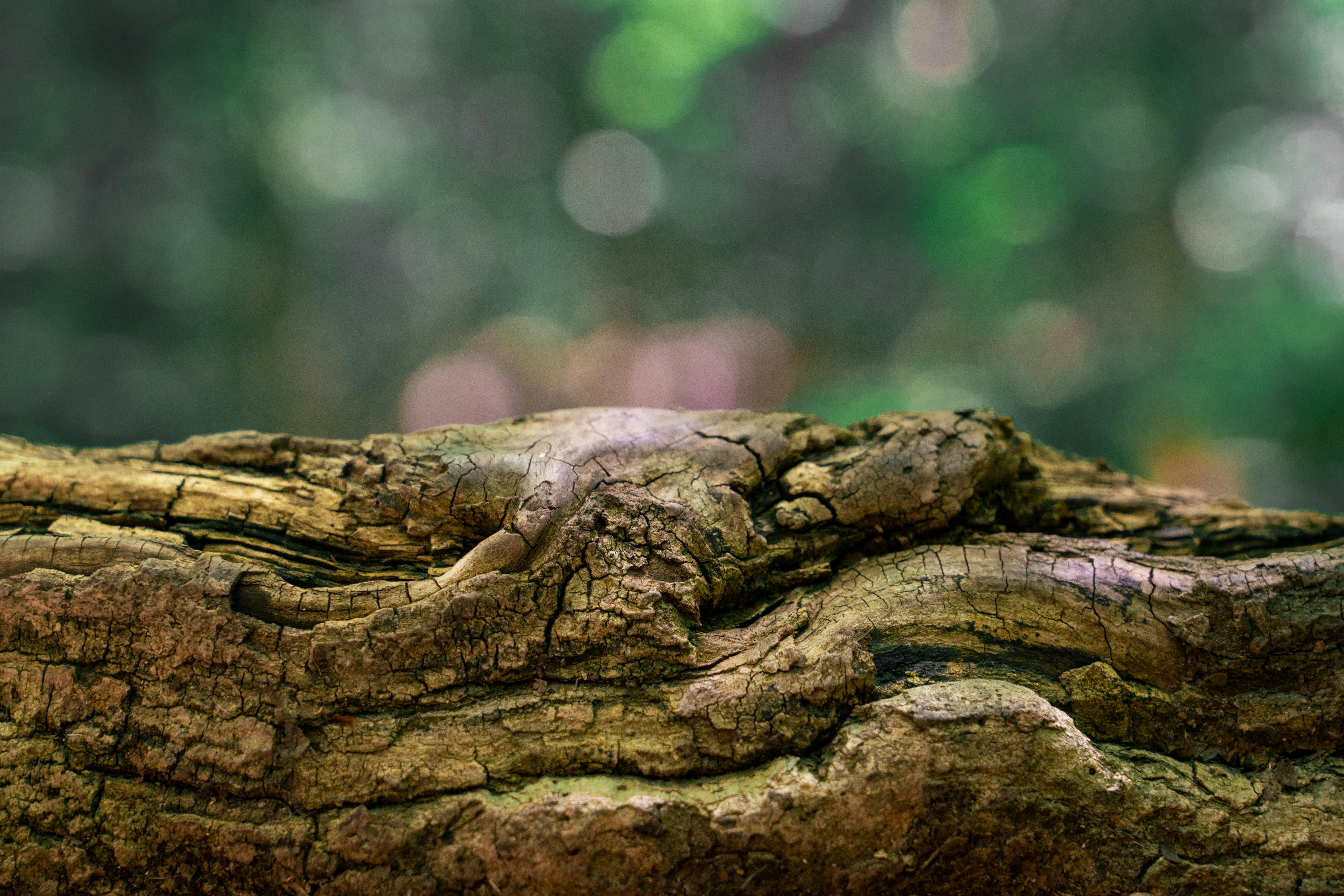 Crocodile Camouflage on Tree · Free Stock Photo