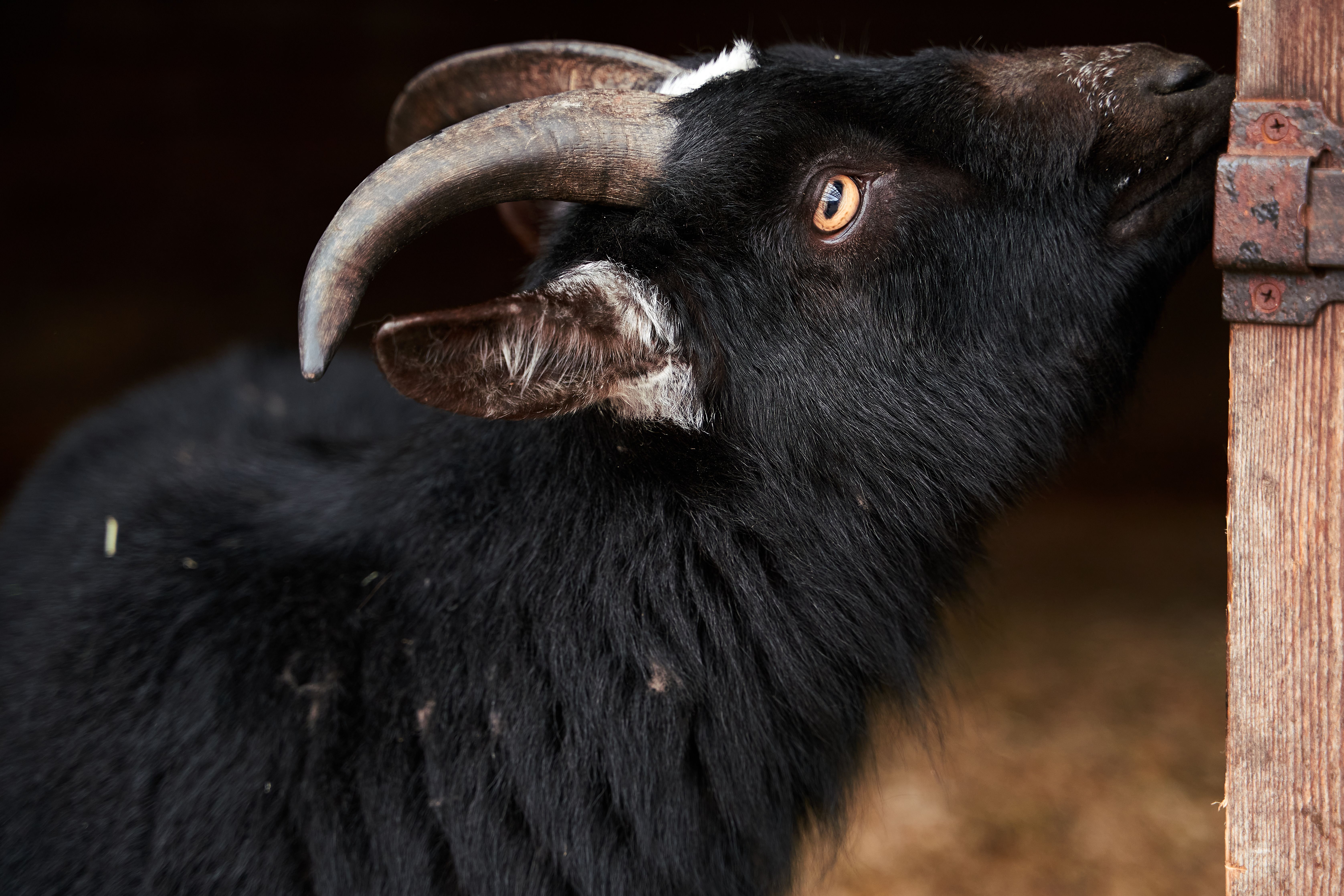 Close-up of a Black Goat · Free Stock Photo