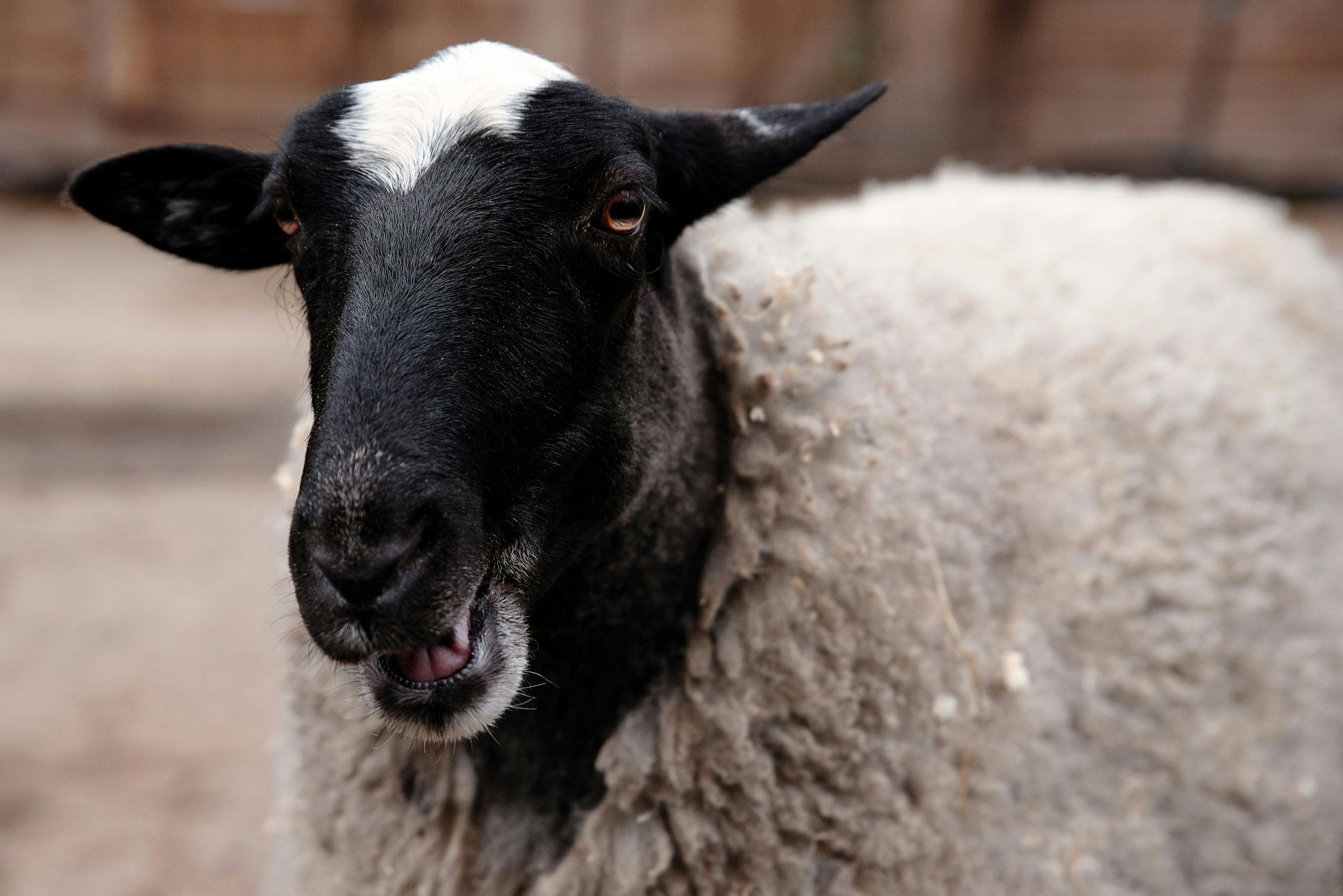 Two Sheep Standing on a Rock · Free Stock Photo