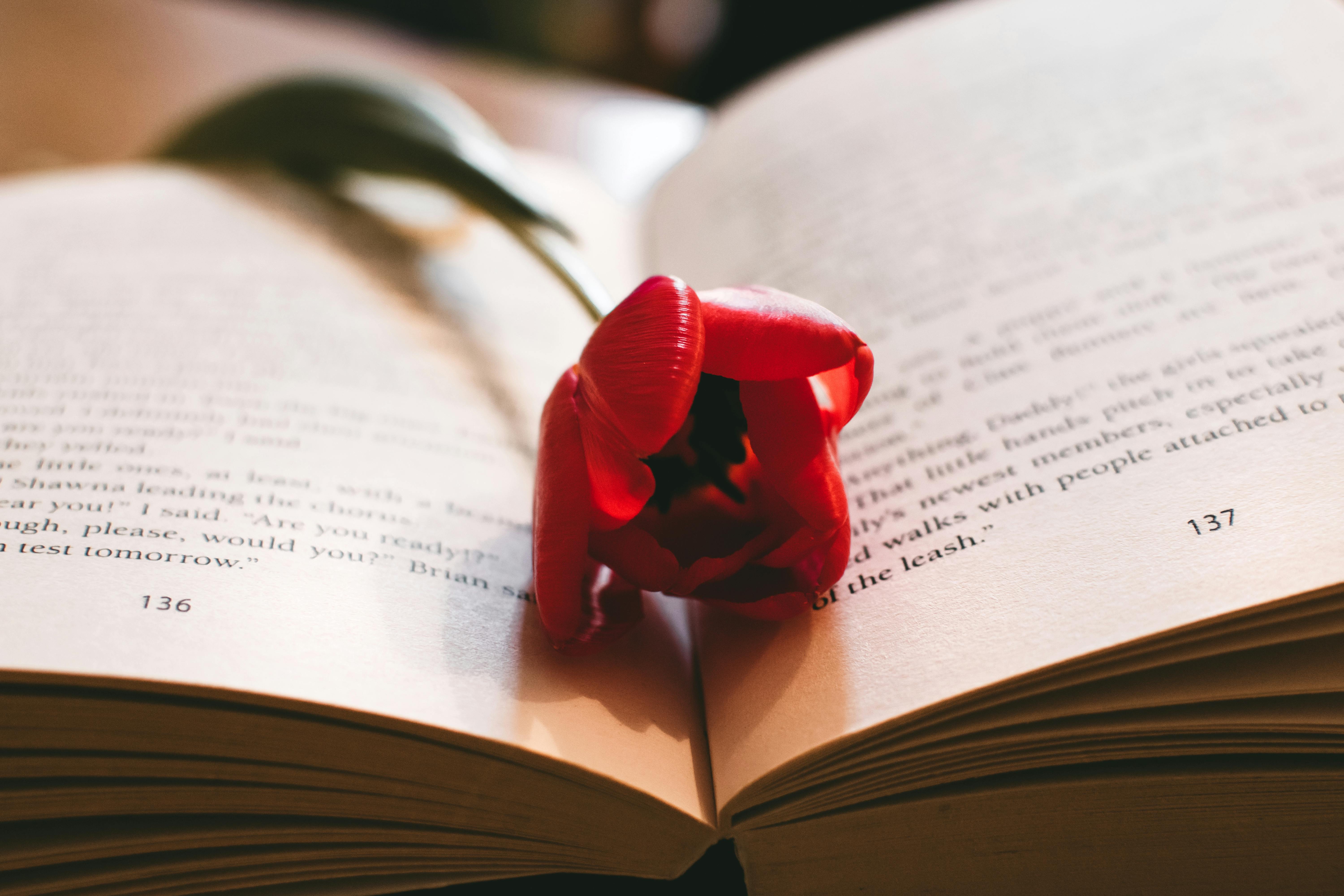 Flowers on Book Near Window · Free Stock Photo