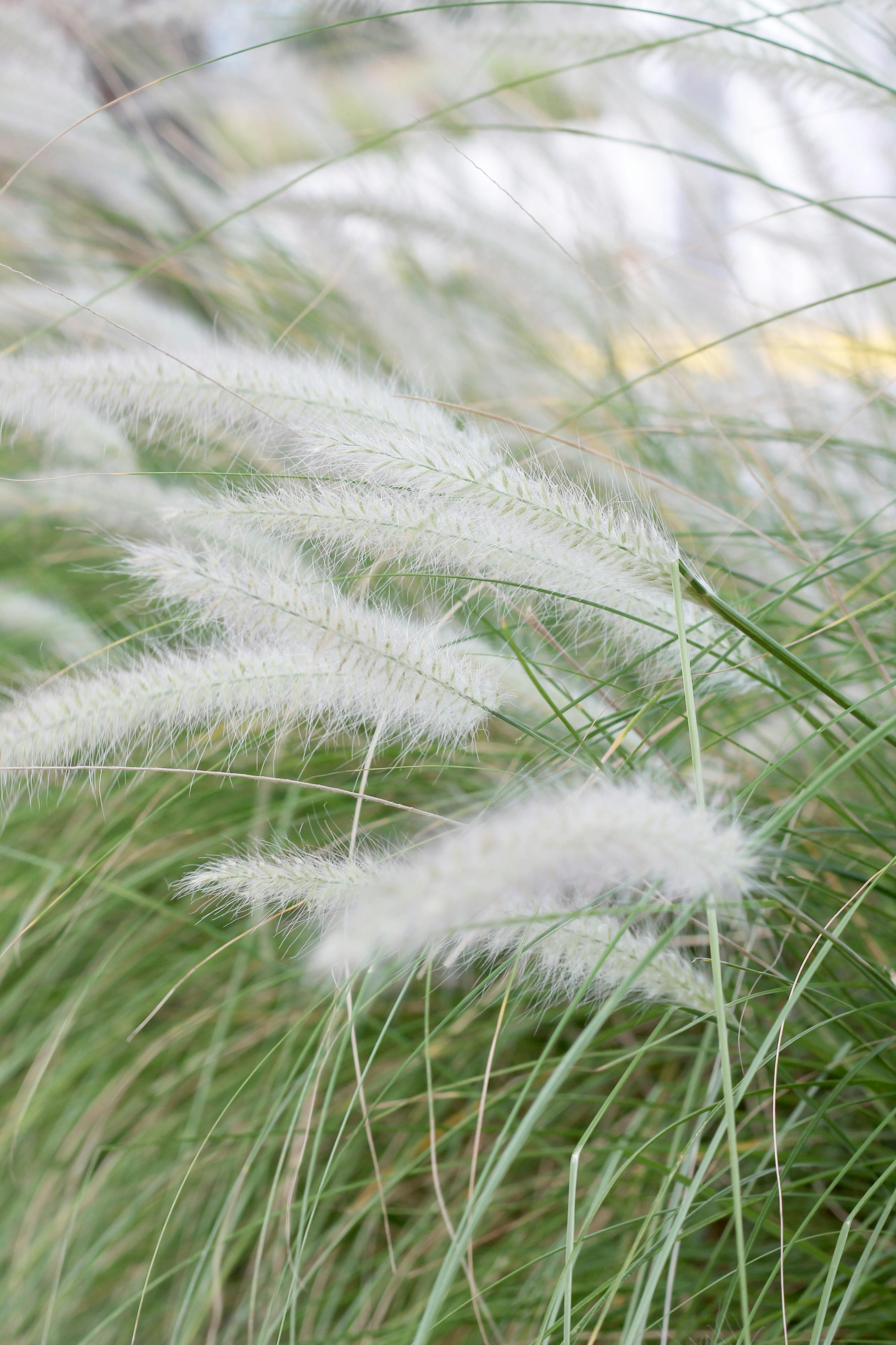 Cogon Grass Photos, Download The BEST Free Cogon Grass Stock Photos ...
