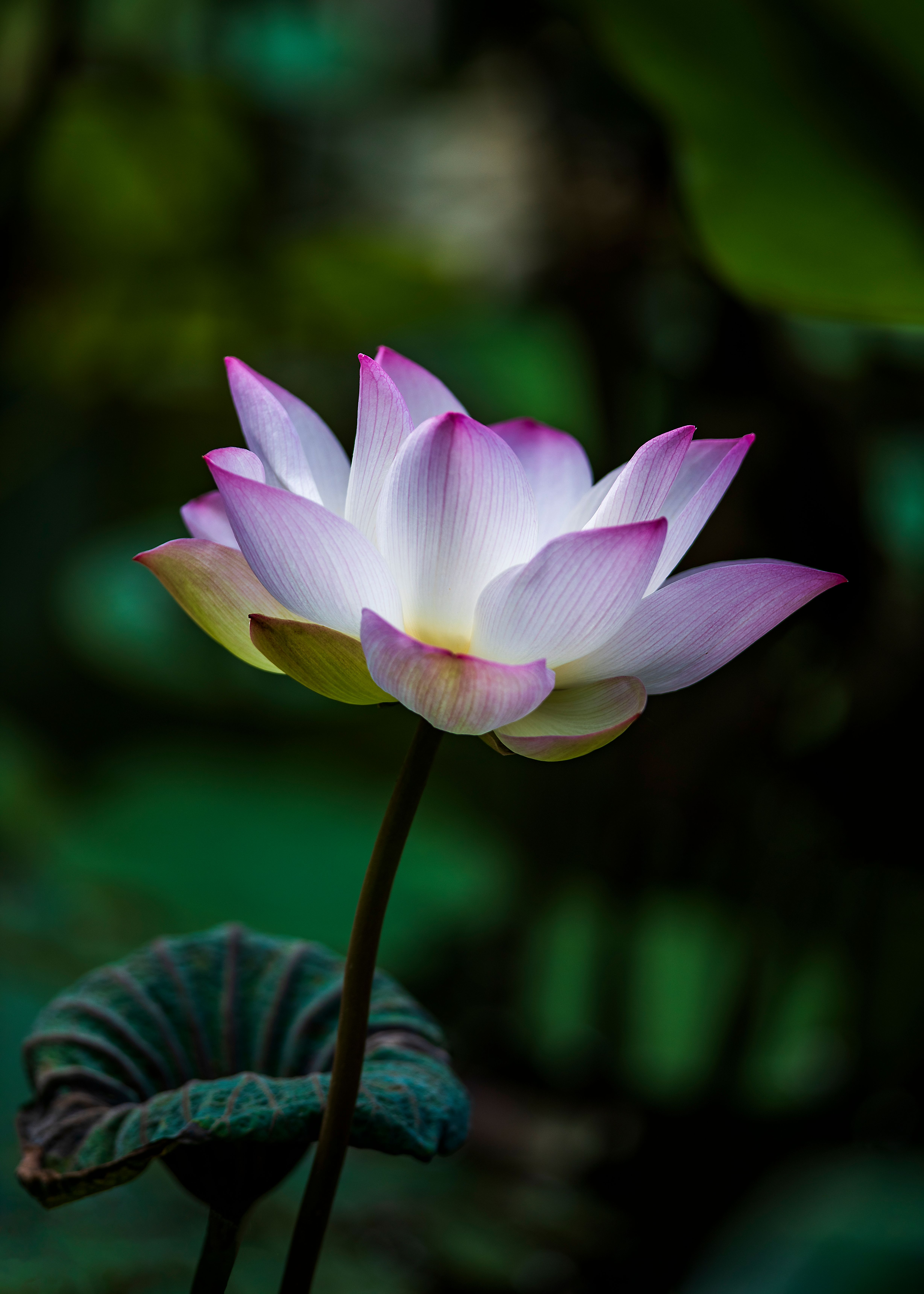 Lotus Flower · Free Stock Photo