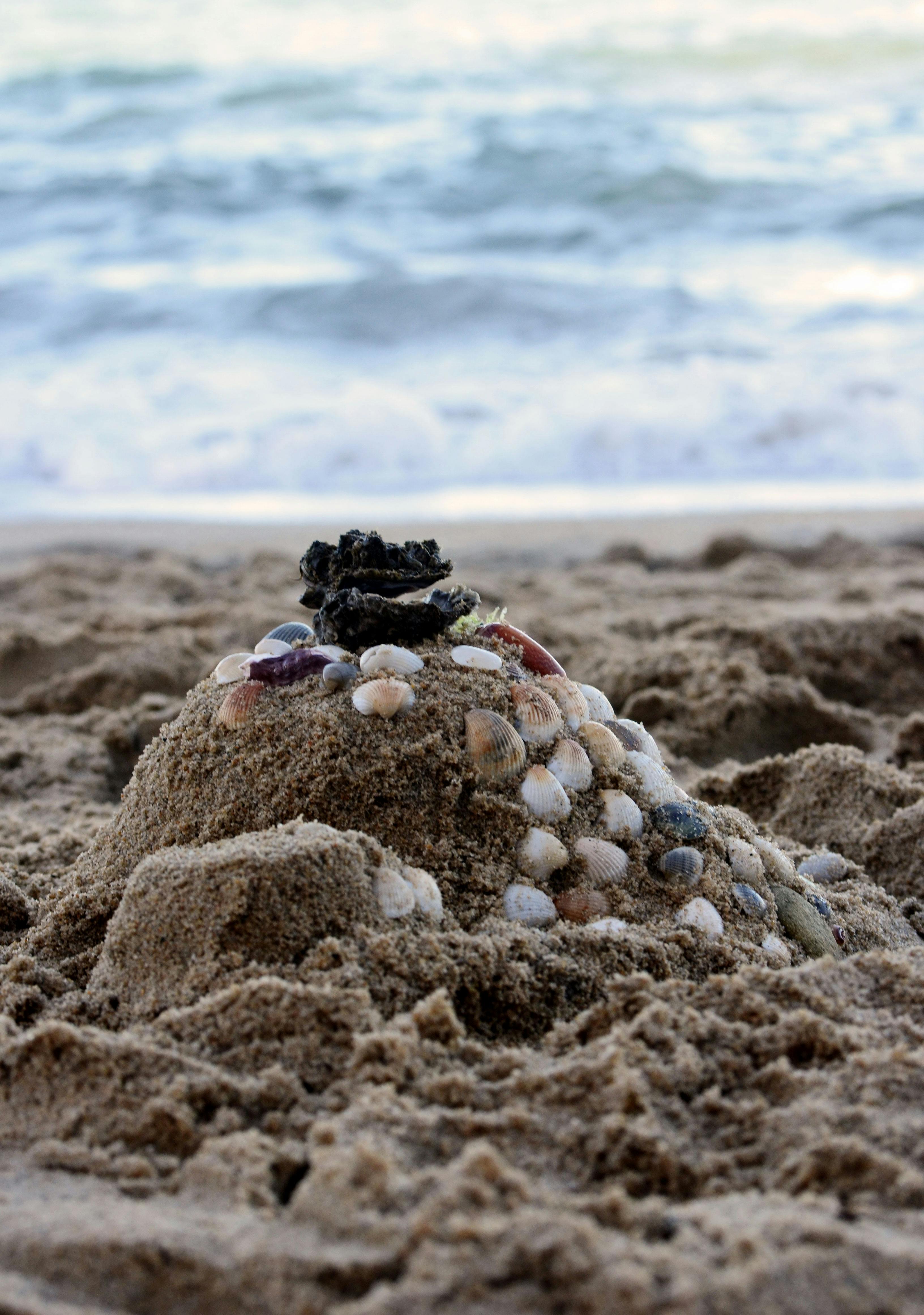 Brown Shell on Stone · Free Stock Photo