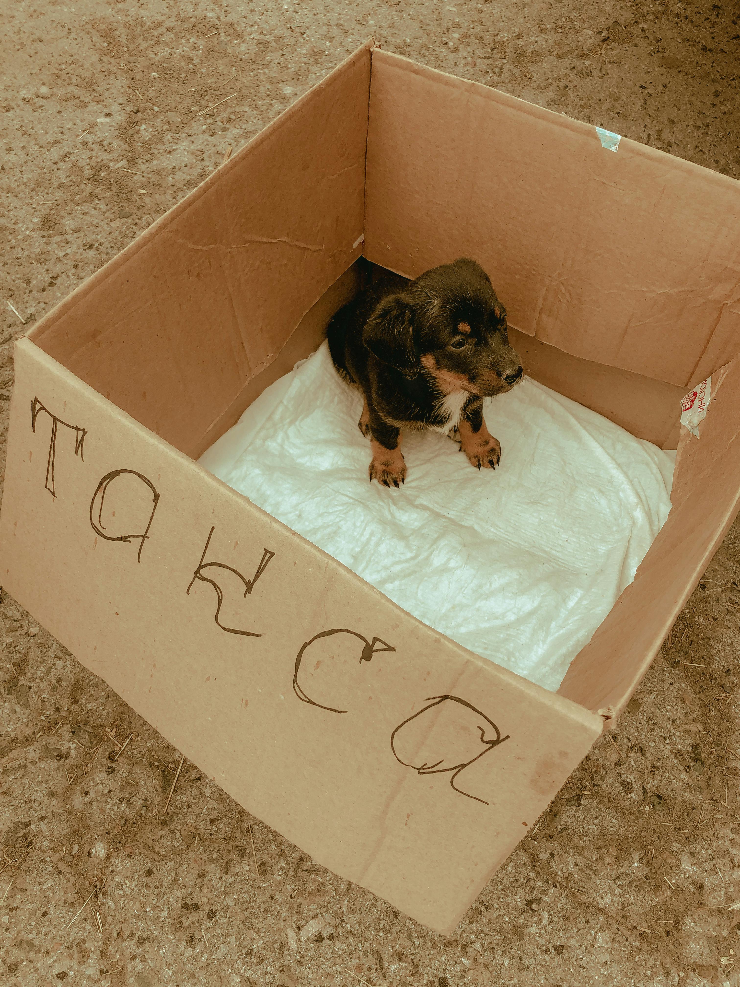 A Puppy in the Box · Free Stock Photo