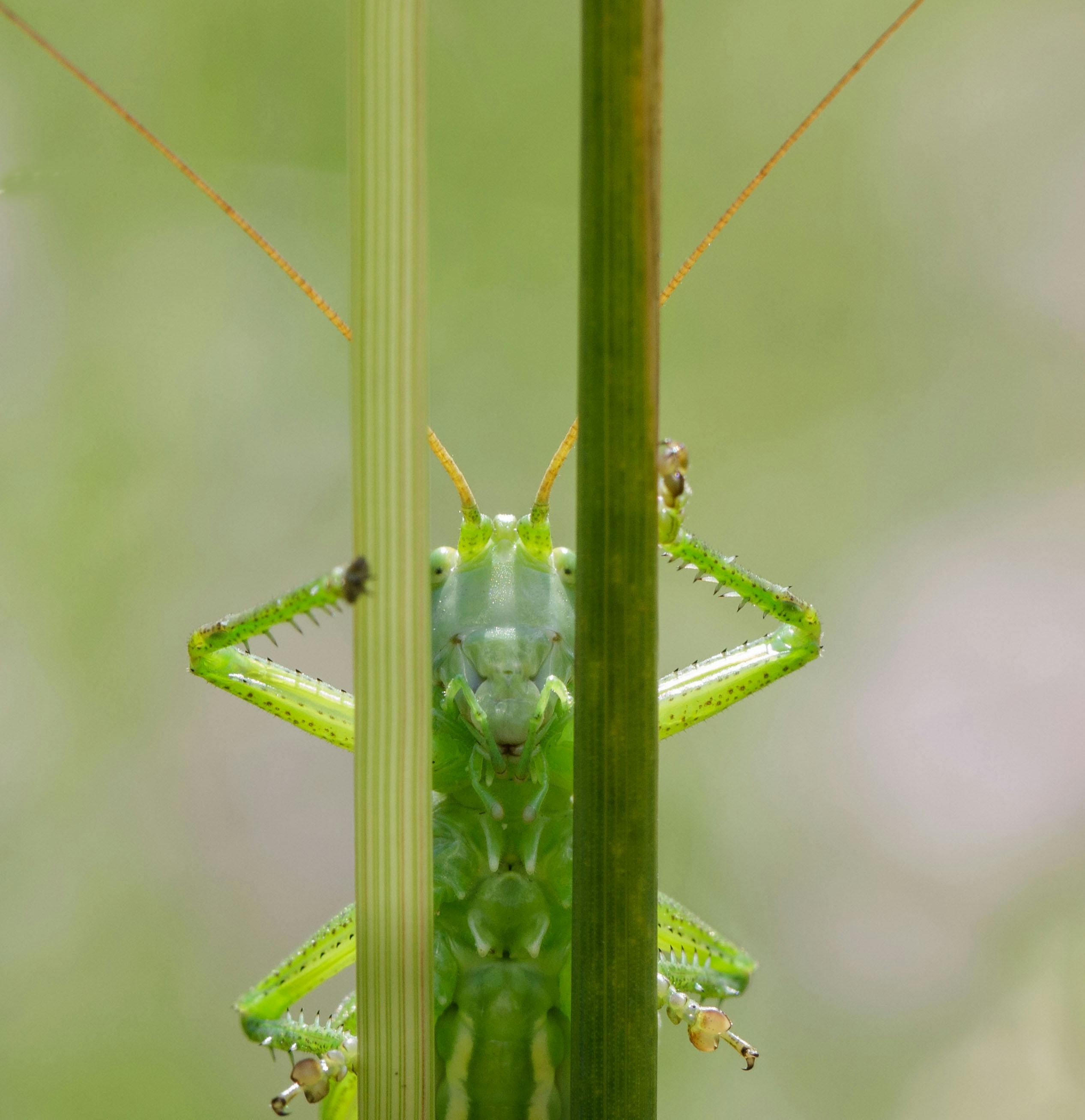 Foto de stock gratuita sobre animal, de cerca, fotografía de insectos ...