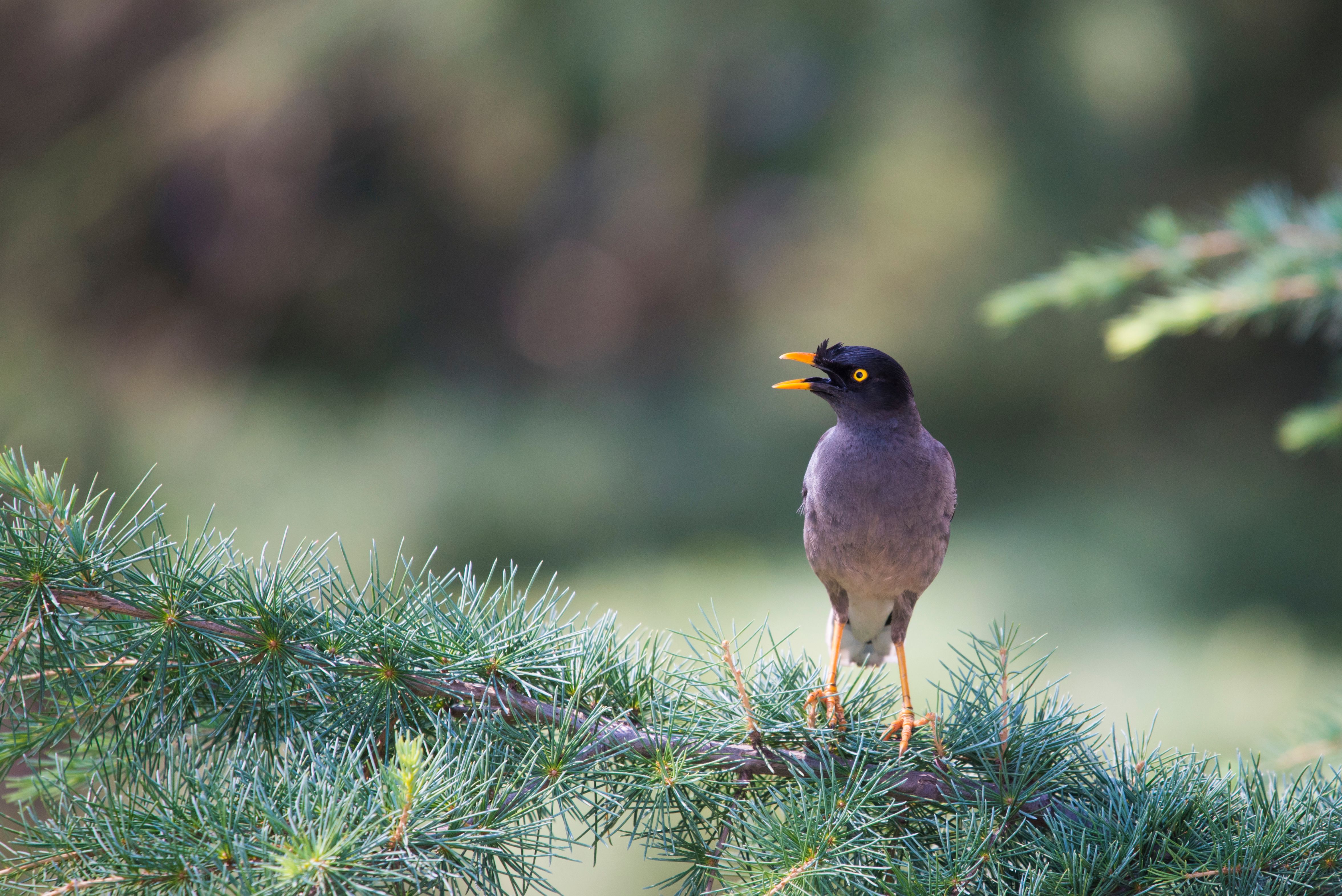 Songbirds In Fall Photos, Download The BEST Free Songbirds In Fall ...
