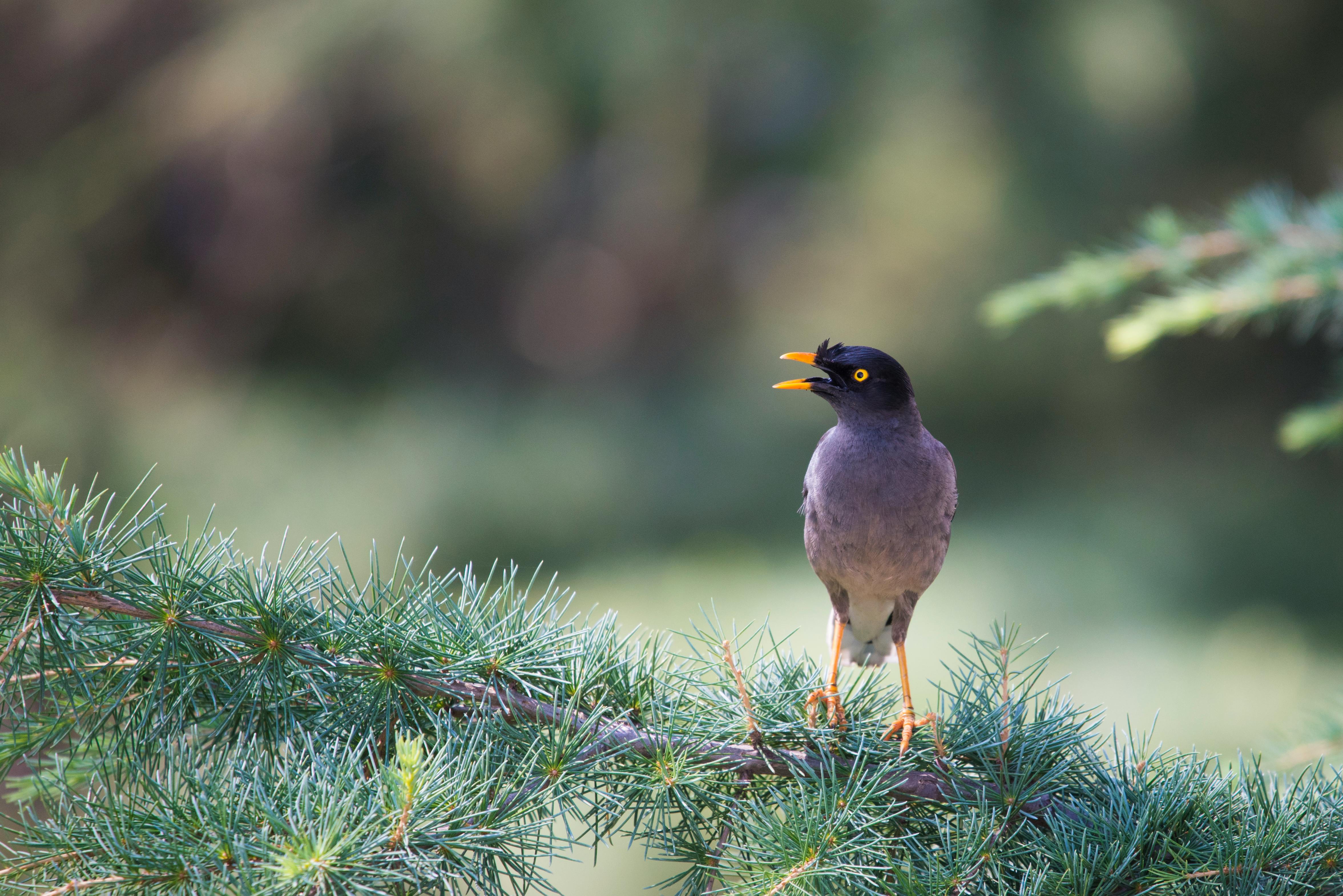 Close-up Photo of Black Bird Perched on Branch · Free Stock Photo