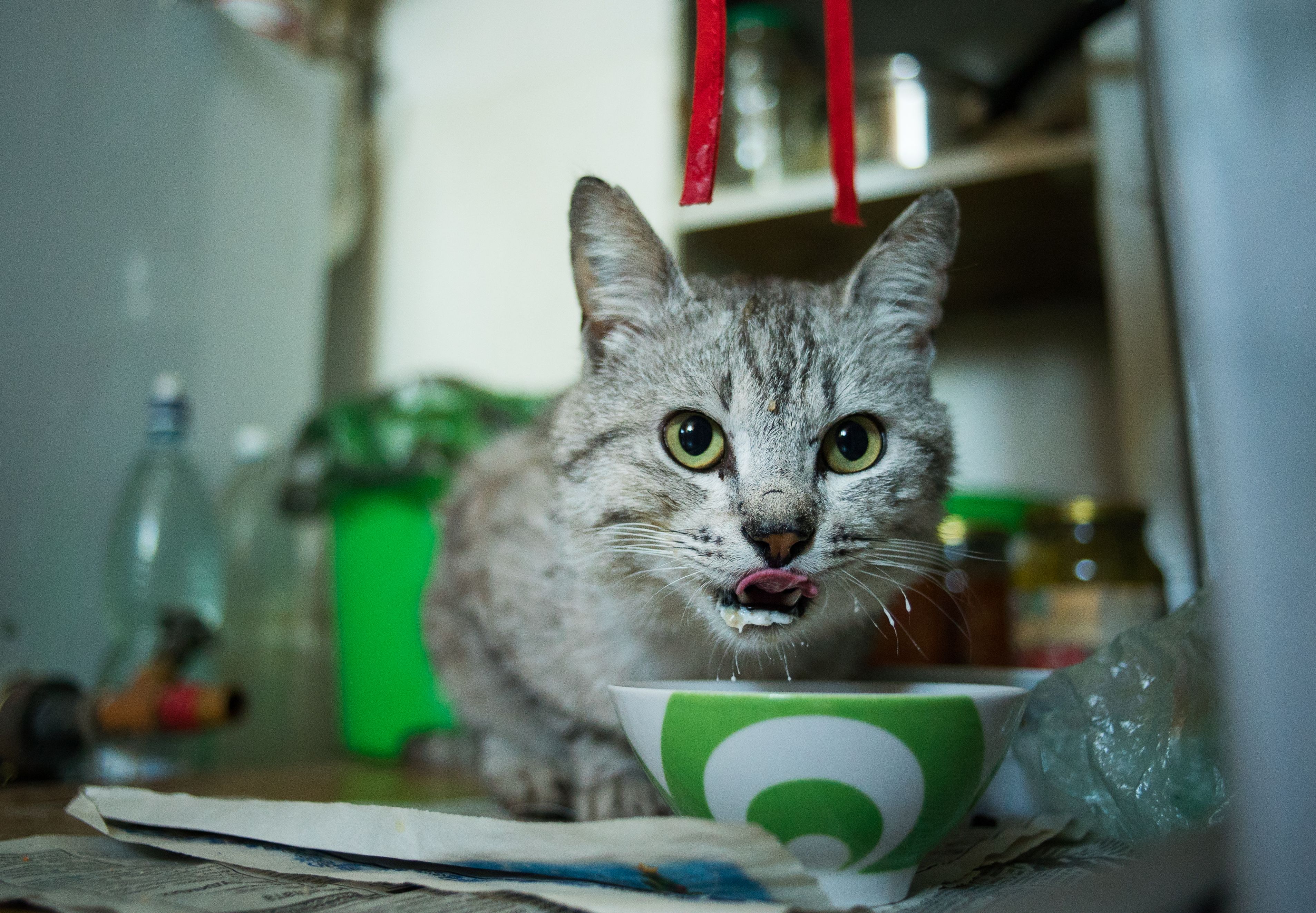 24,535+ Best Free Cat eating Stock Photos & Images · 100% Royalty-Free ...