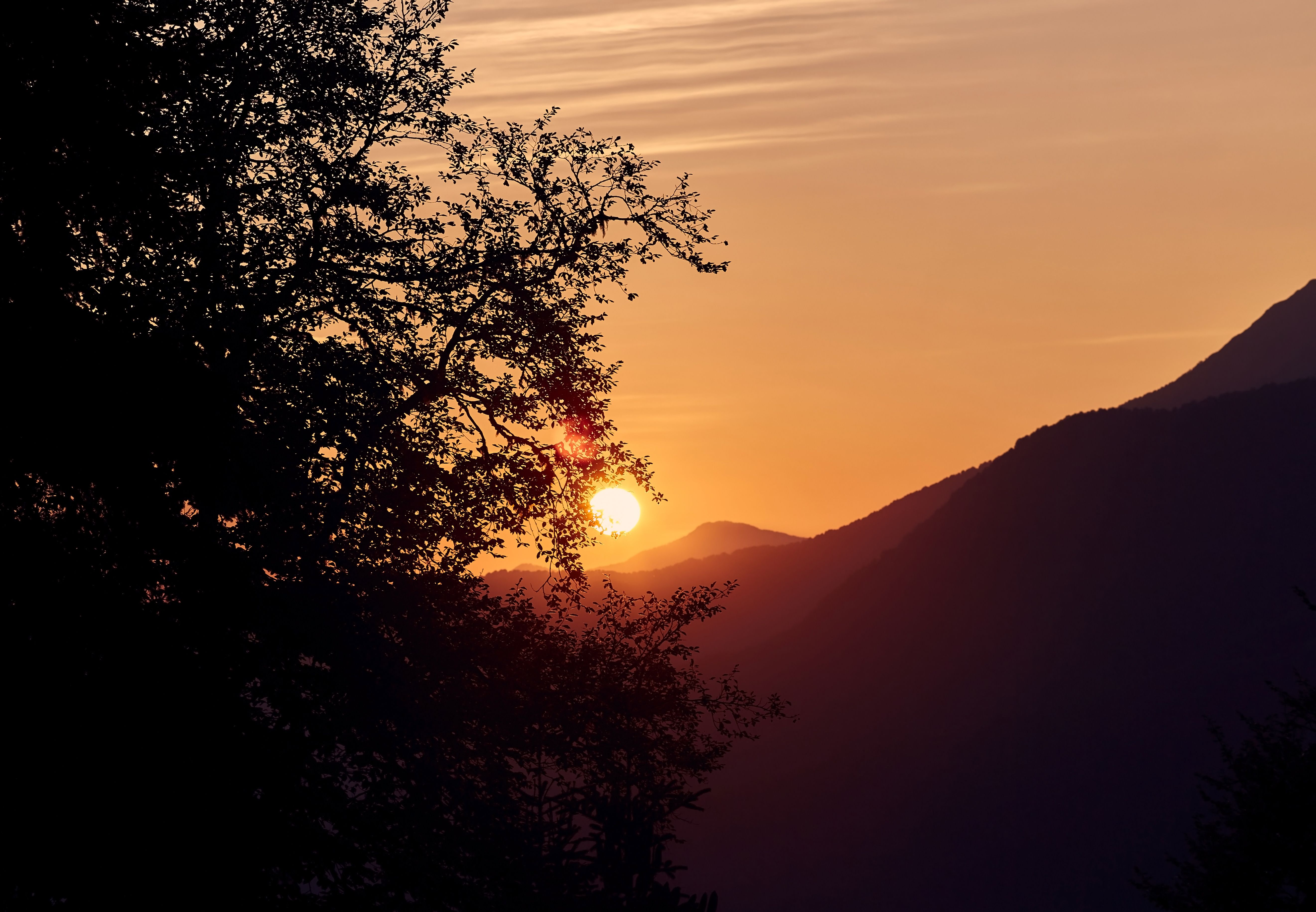 Silhouette of a Tree During Sunset · Free Stock Photo