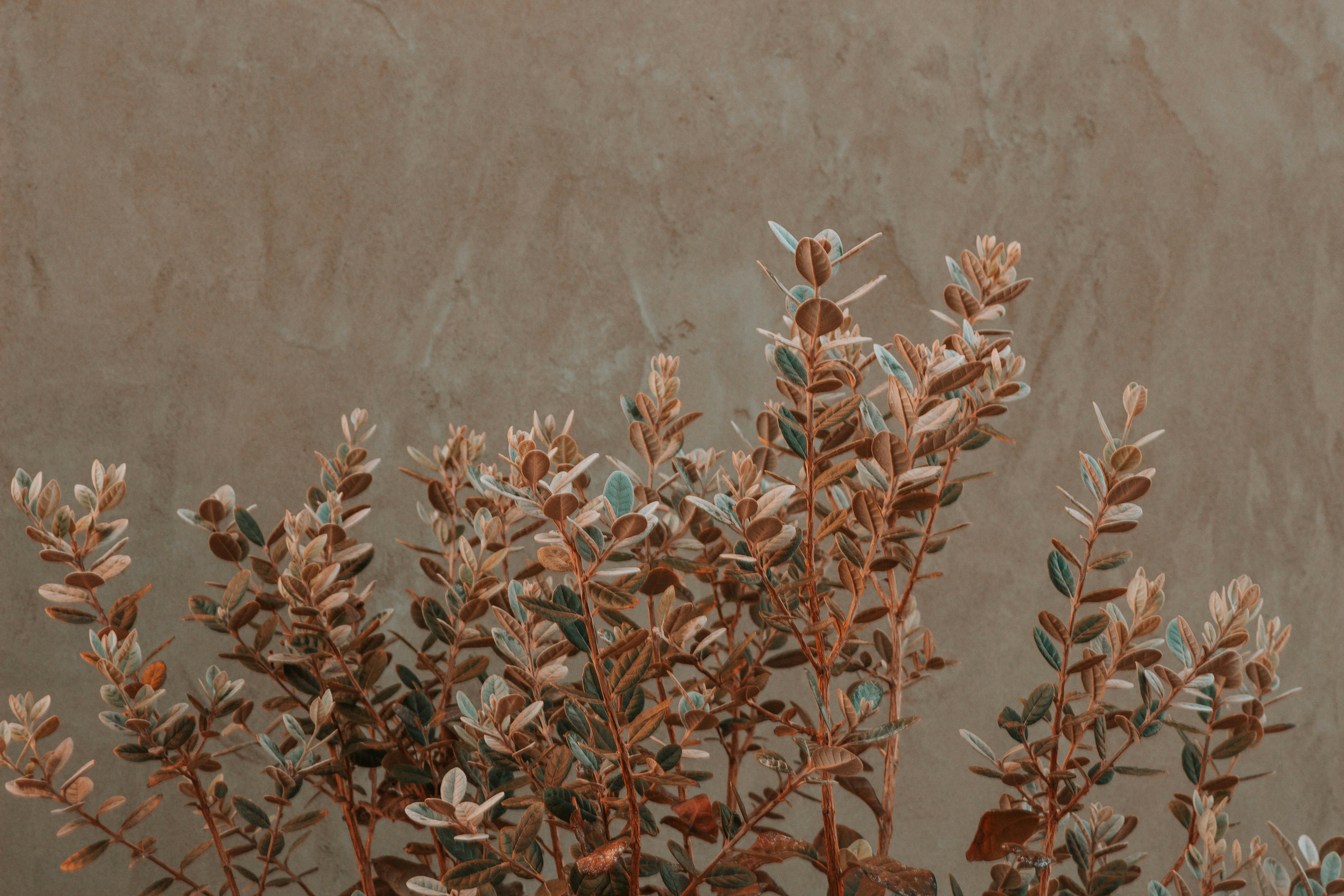 Brown Plant Leaves · Free Stock Photo