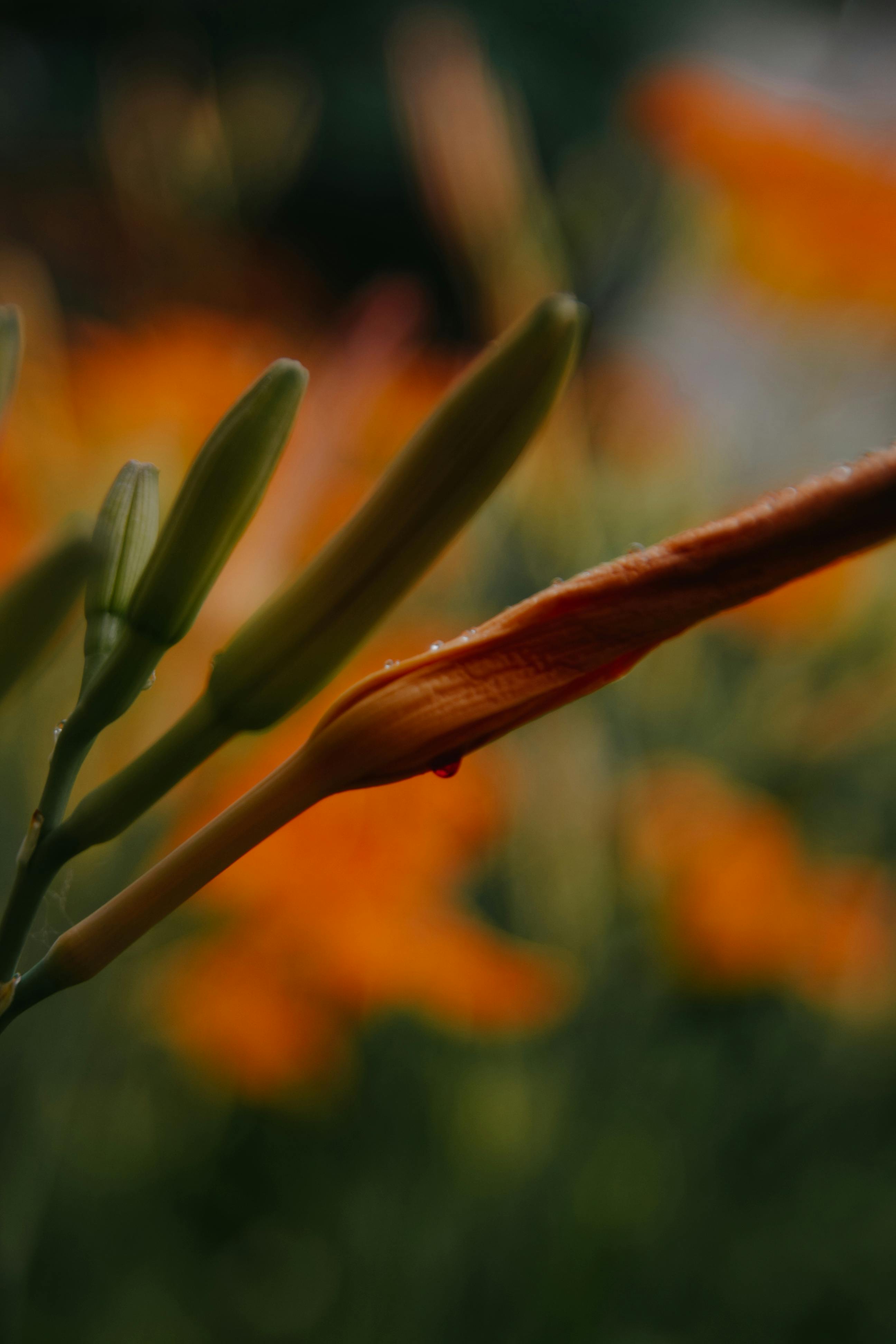 Bintang Buds Photos, Download Free Bintang Buds Stock Photos & HD Images