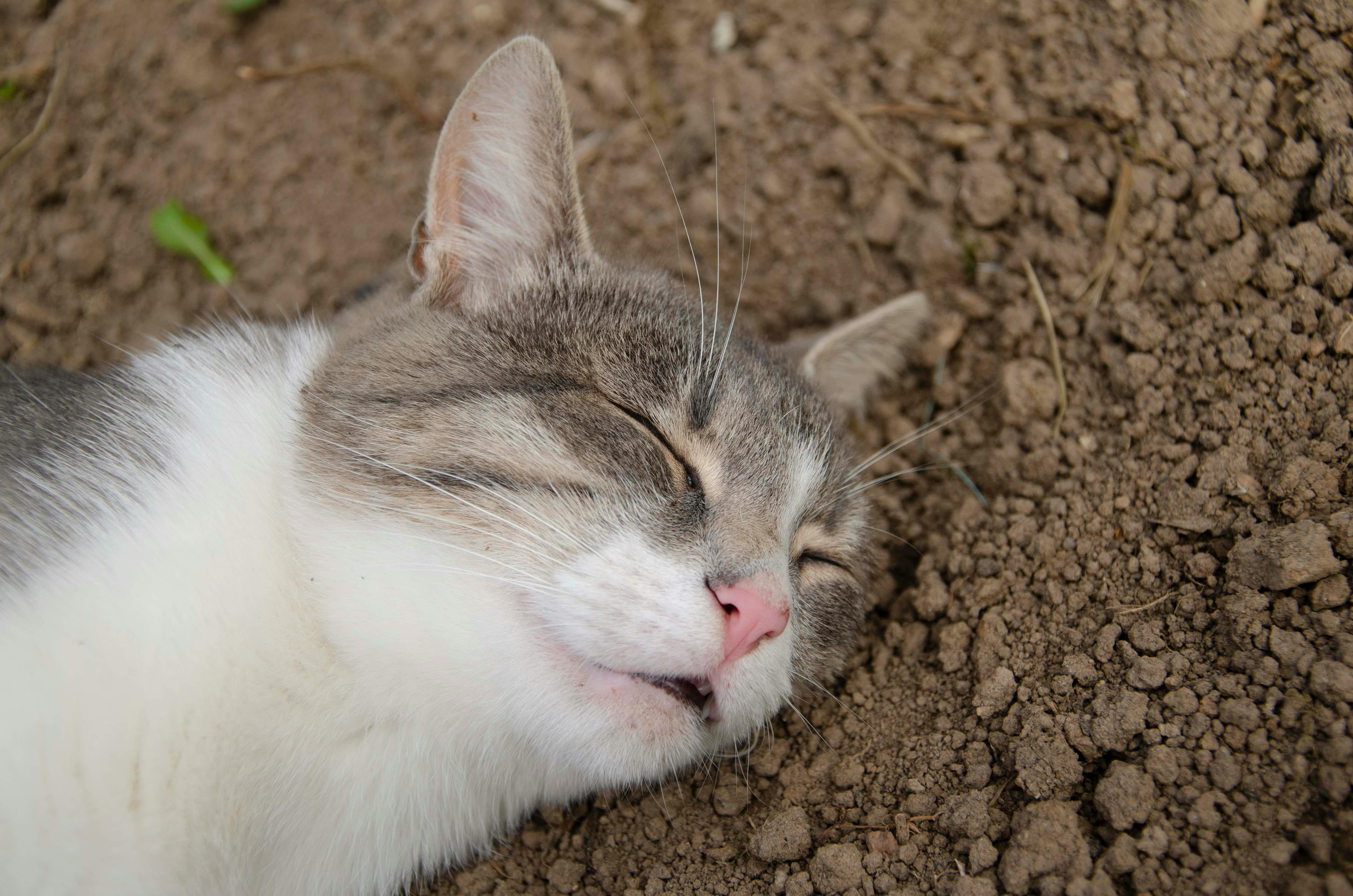 Cat Soil Photos, Download The BEST Free Cat Soil Stock Photos & HD Images