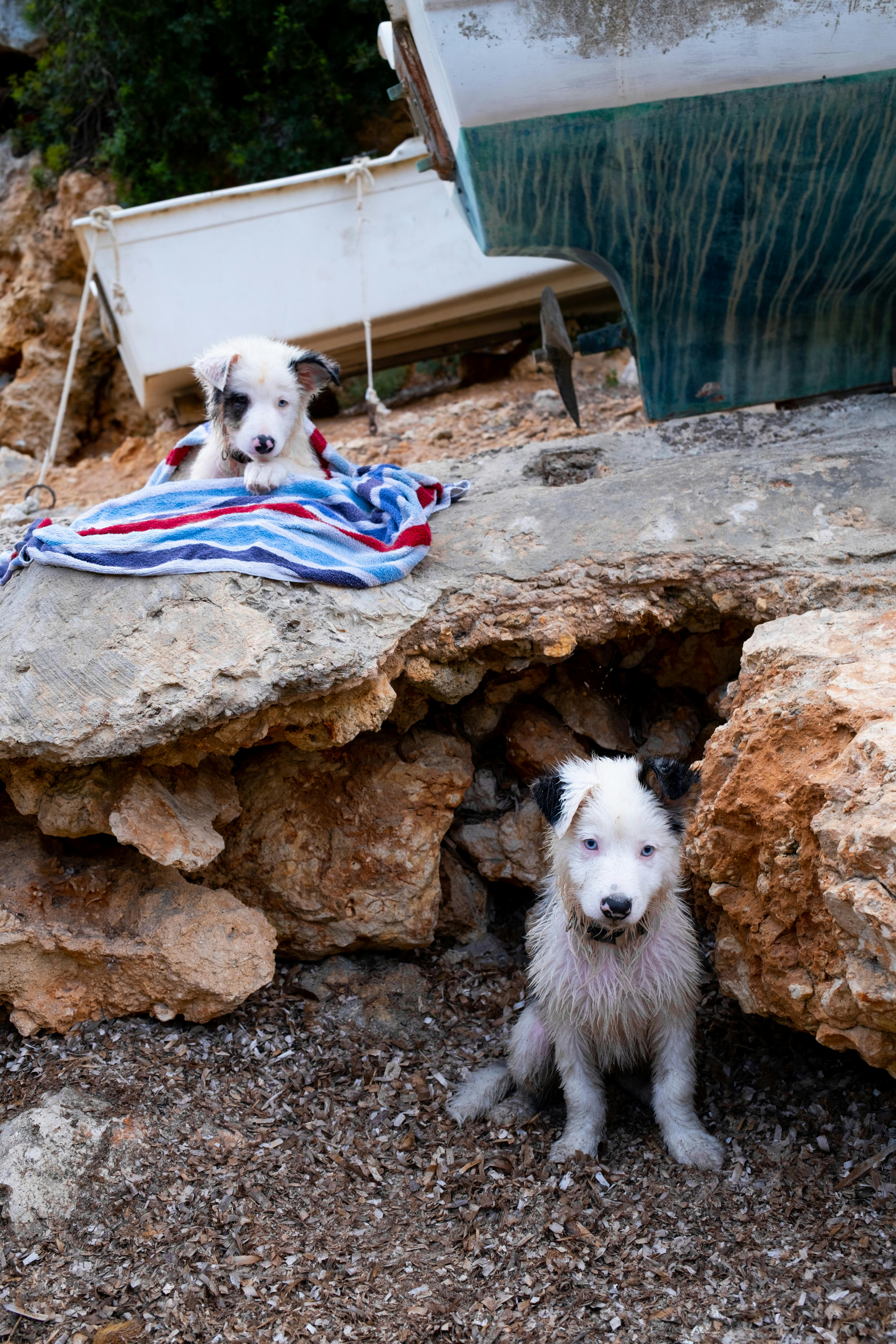 Red White And Blue Pets Photos, Download The BEST Free Red White And ...