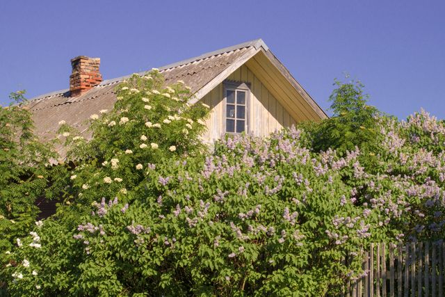 Lilac Bush Height Grows Best in Full Sun & Well-Drained Soil