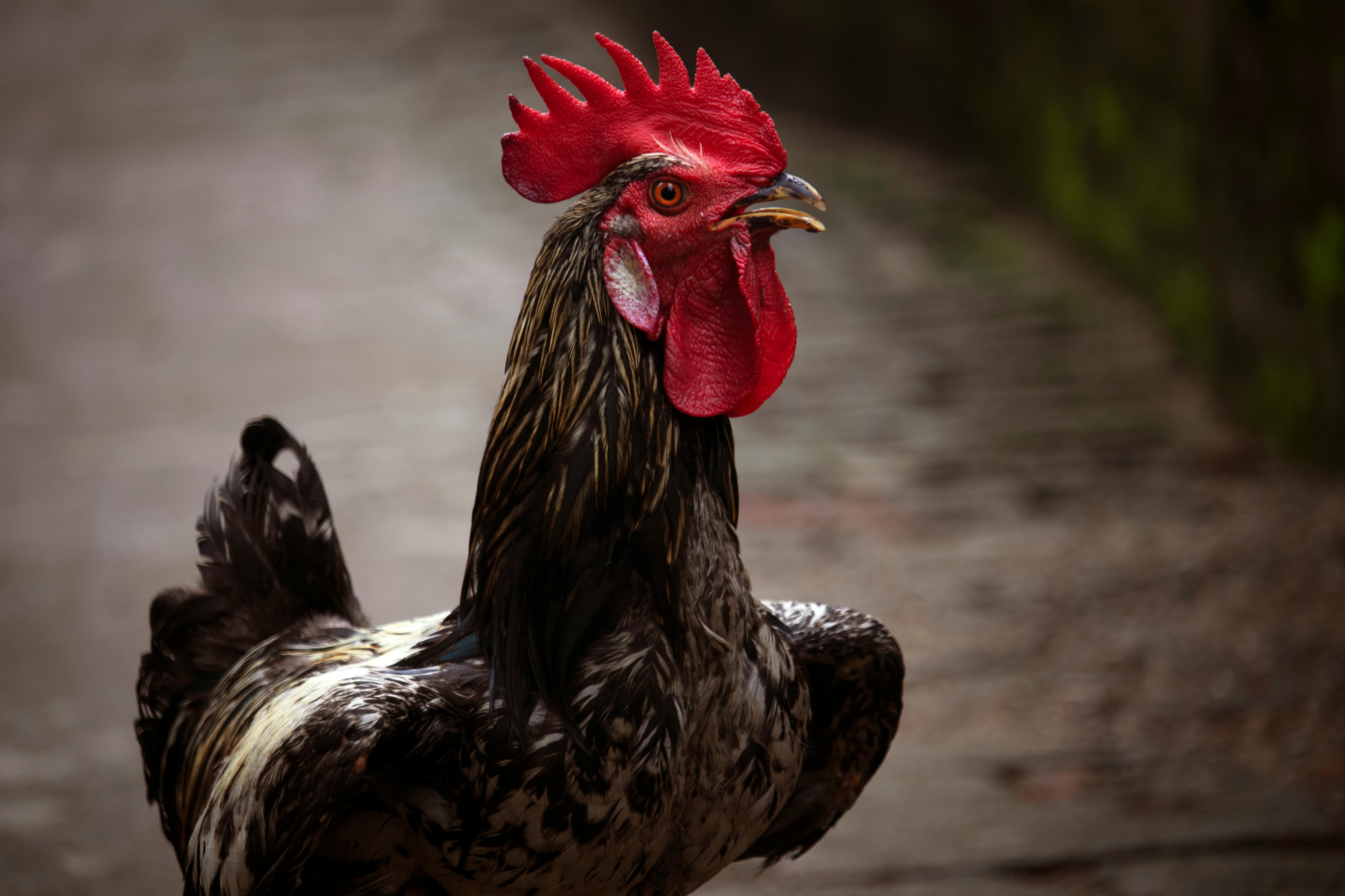 Close-up Photography of Orange Rooster on Brown Wooden Bench · Free ...