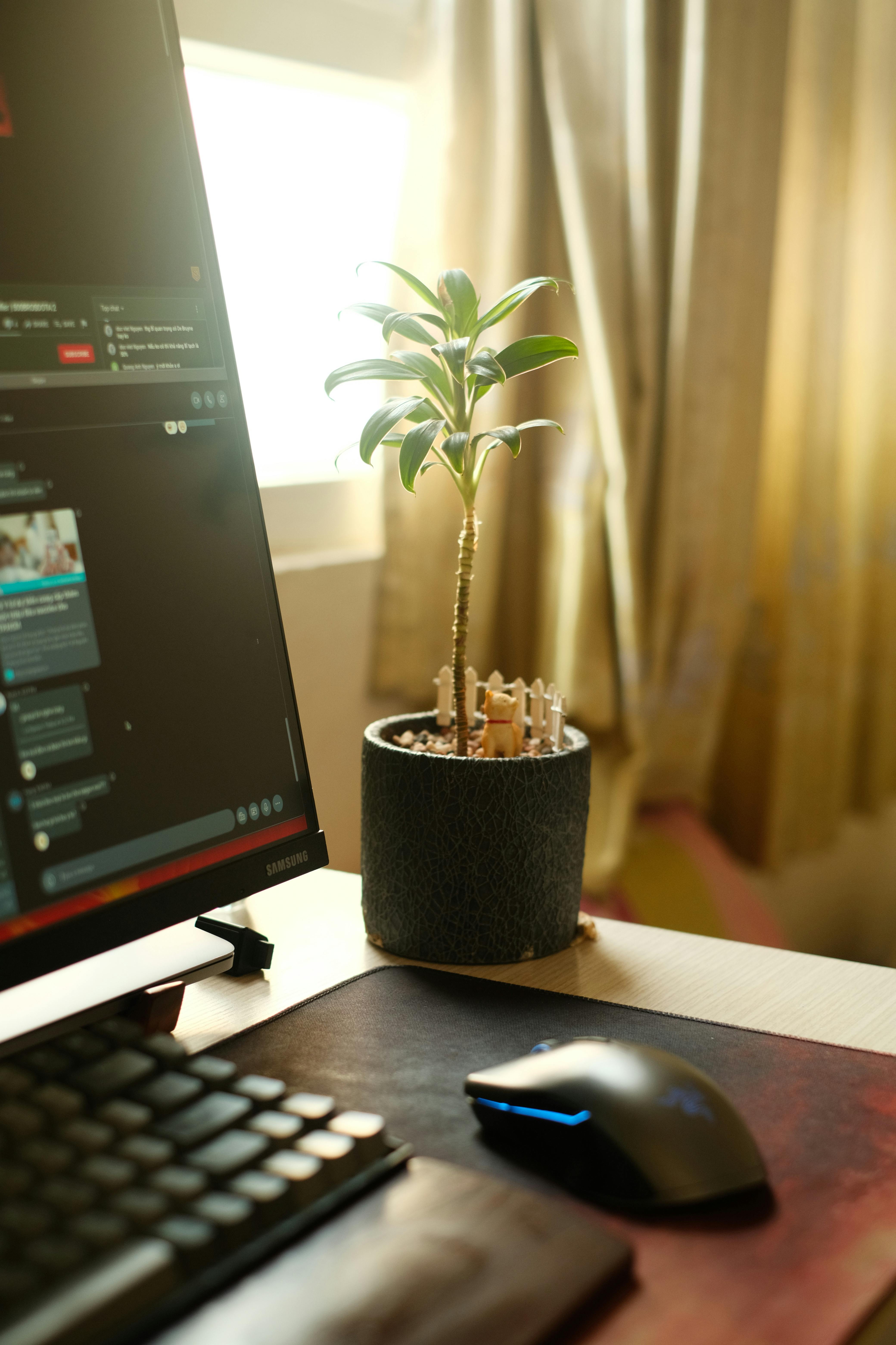 Indoor Plant Beside Computer Mouse · Free Stock Photo