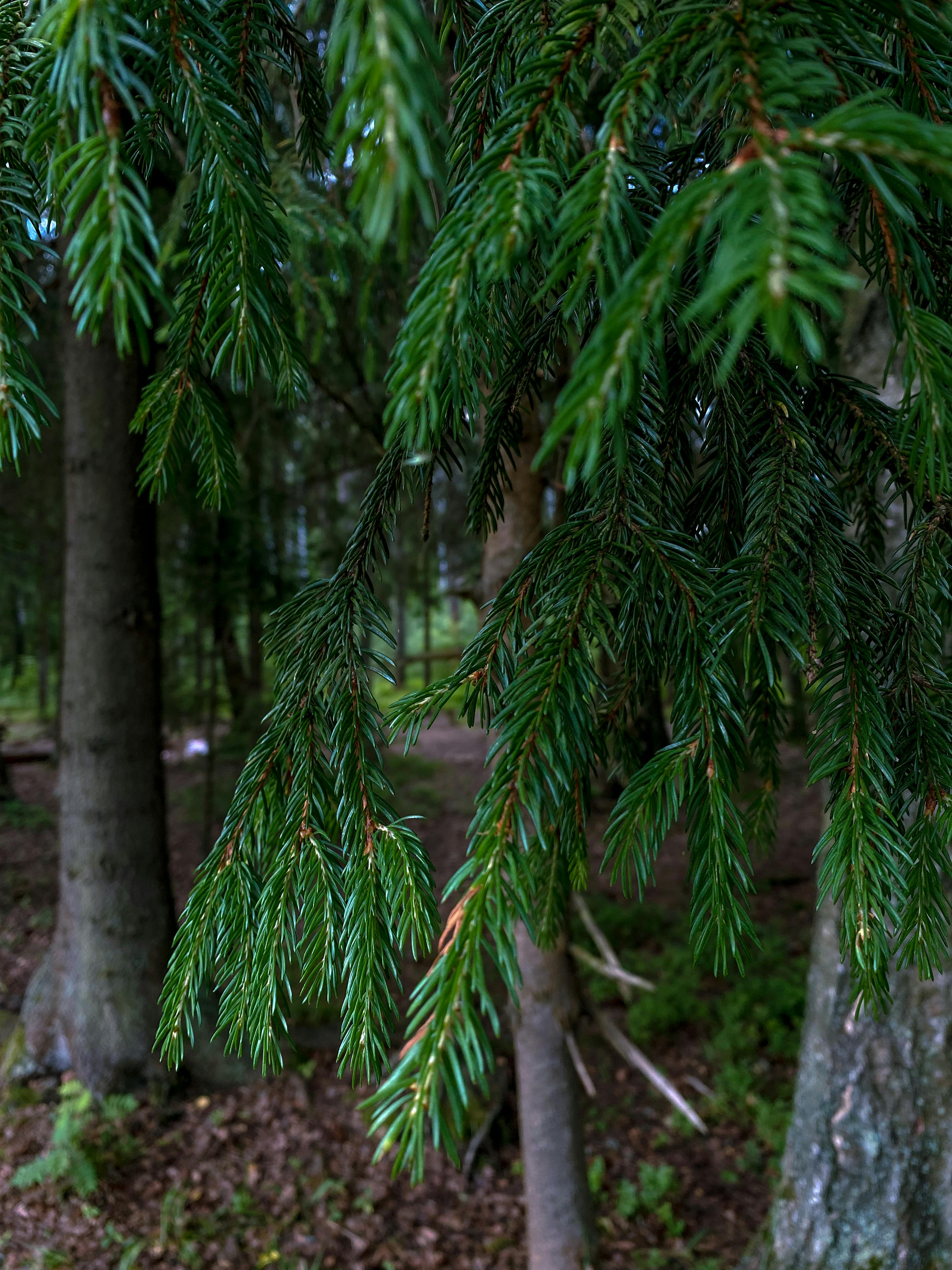Green Pine Trees · Free Stock Photo