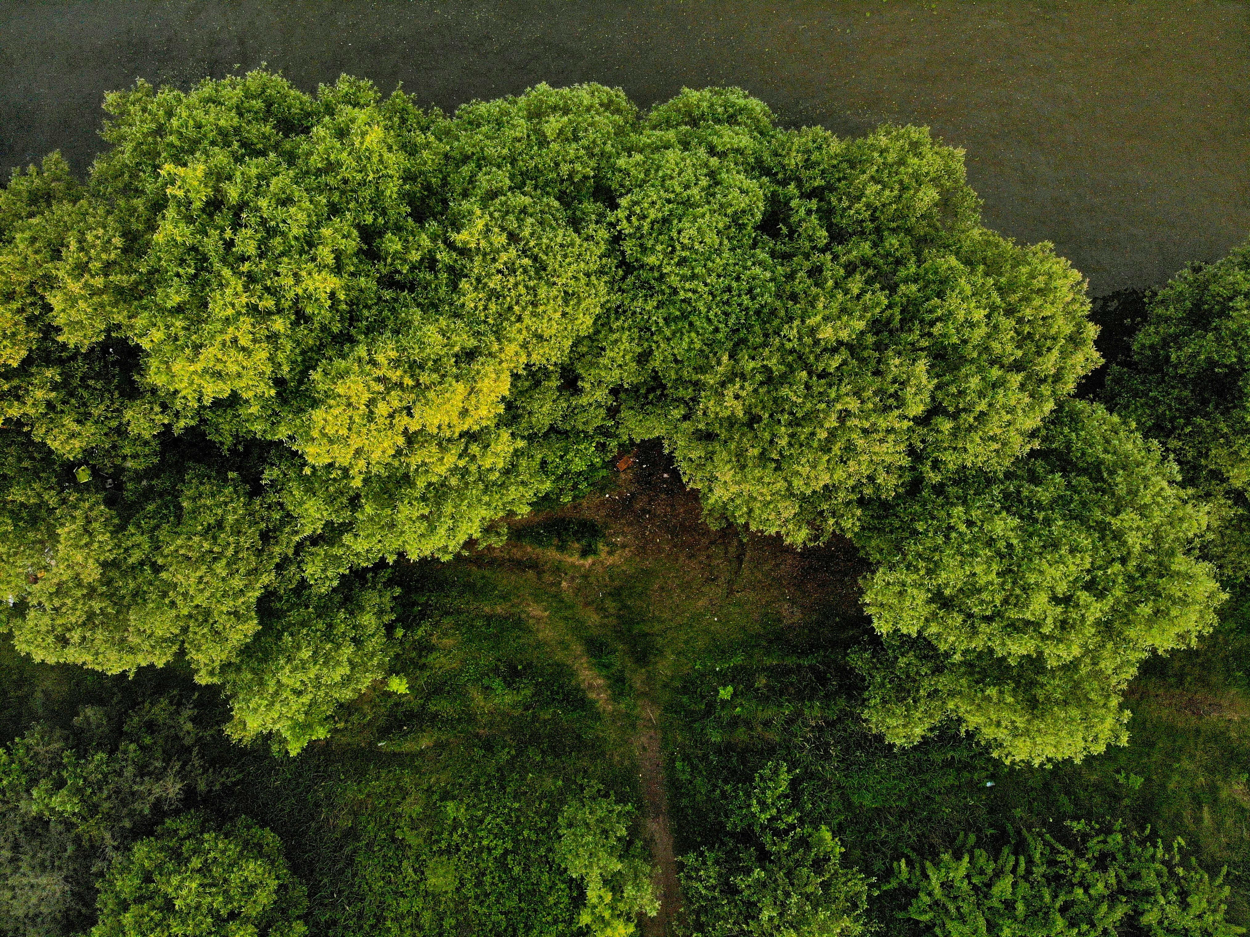 Drone Shot of Green Trees · Free Stock Photo