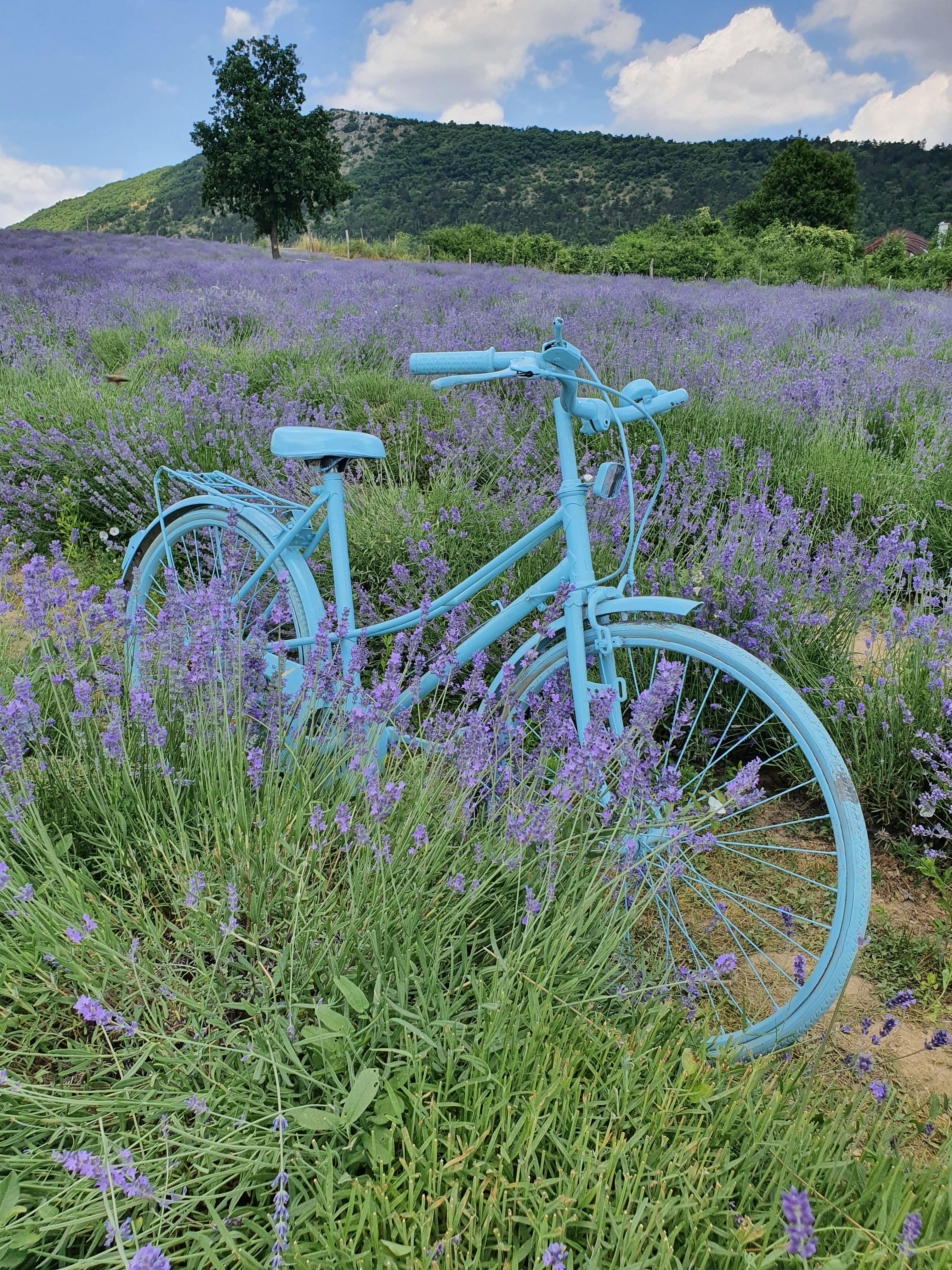 A Blue Bike Parked in a Lavender Field · Free Stock Photo