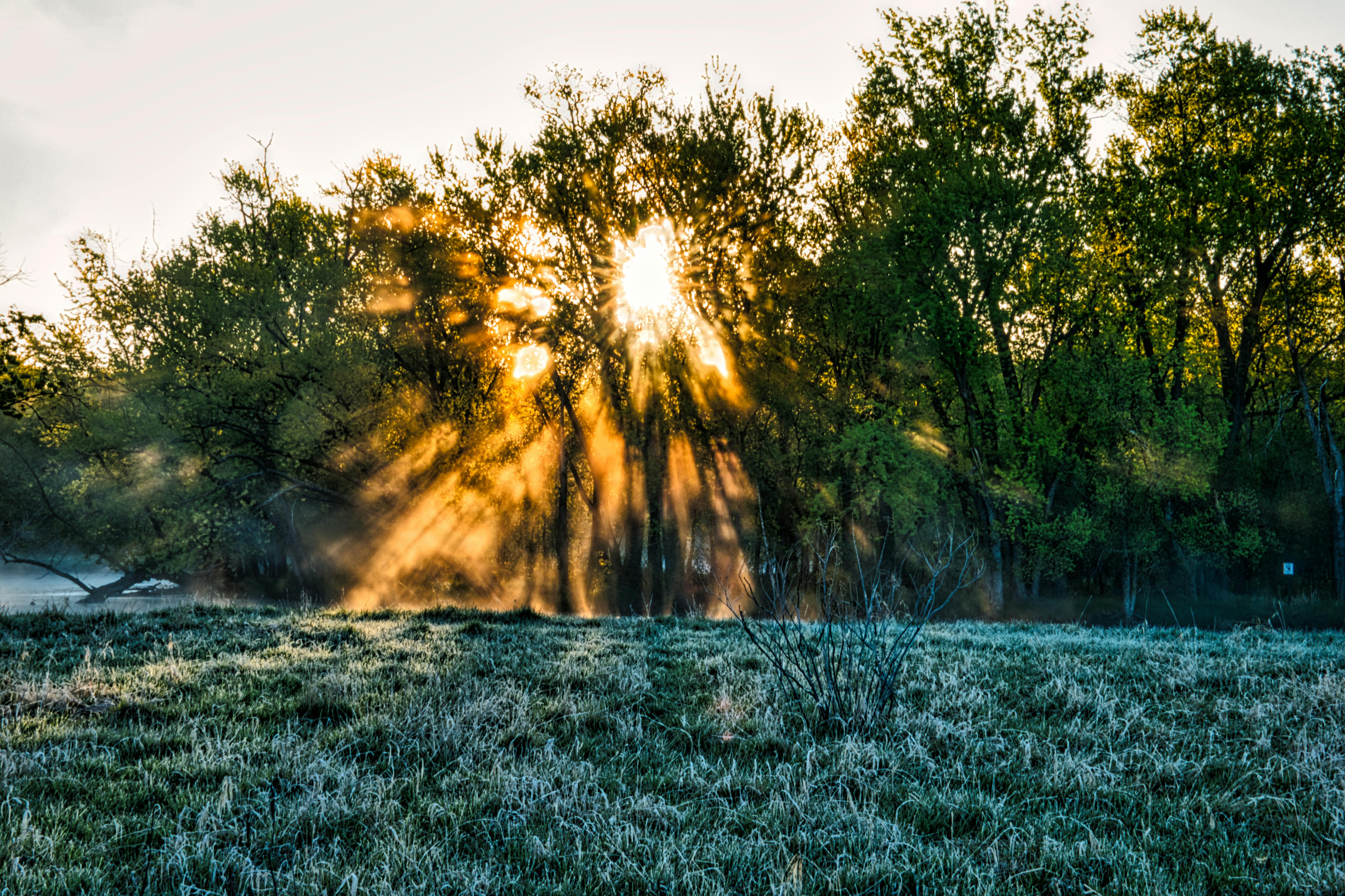 Sunlight behind Trees · Free Stock Photo