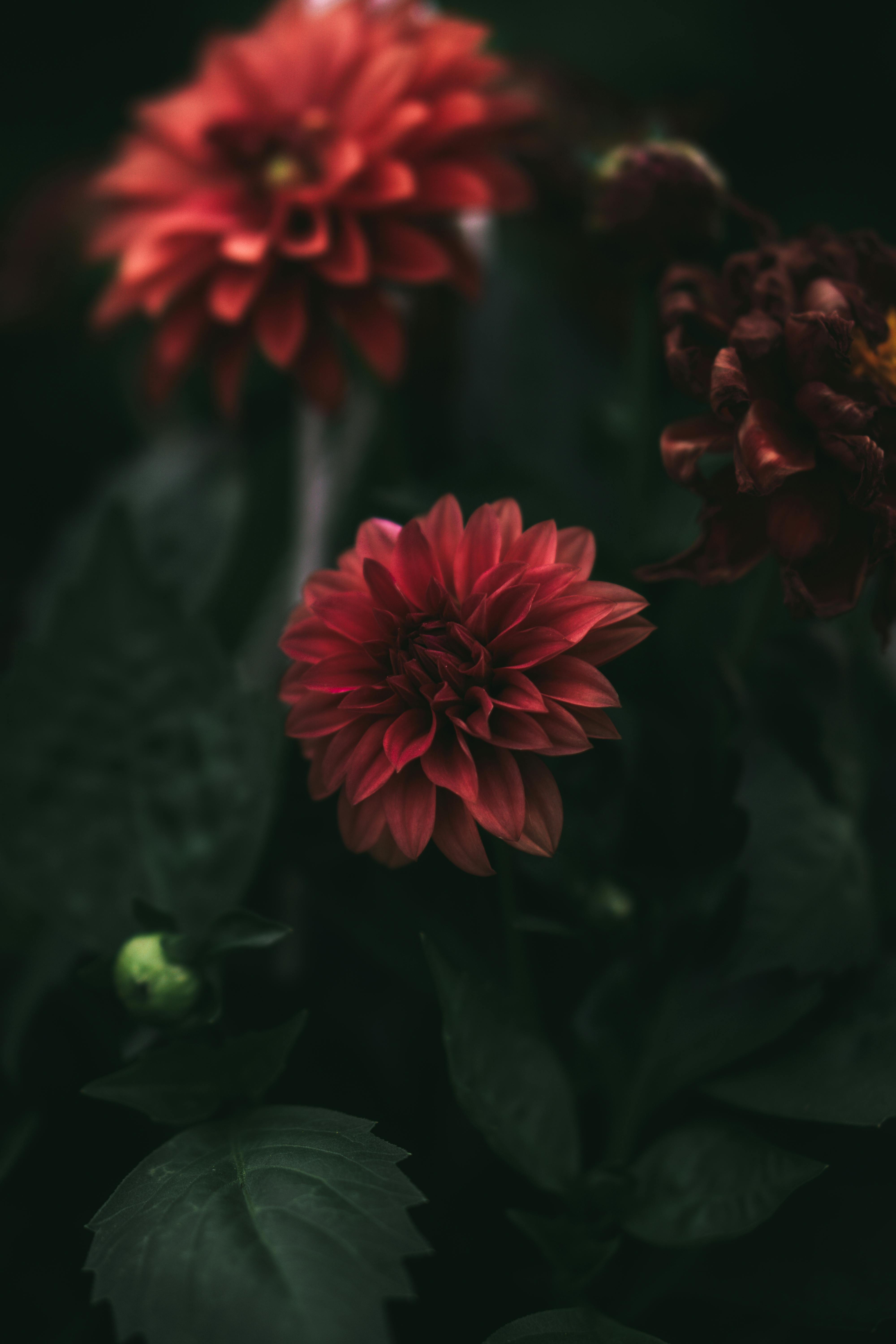 Cosmin Stirbu - 摄影