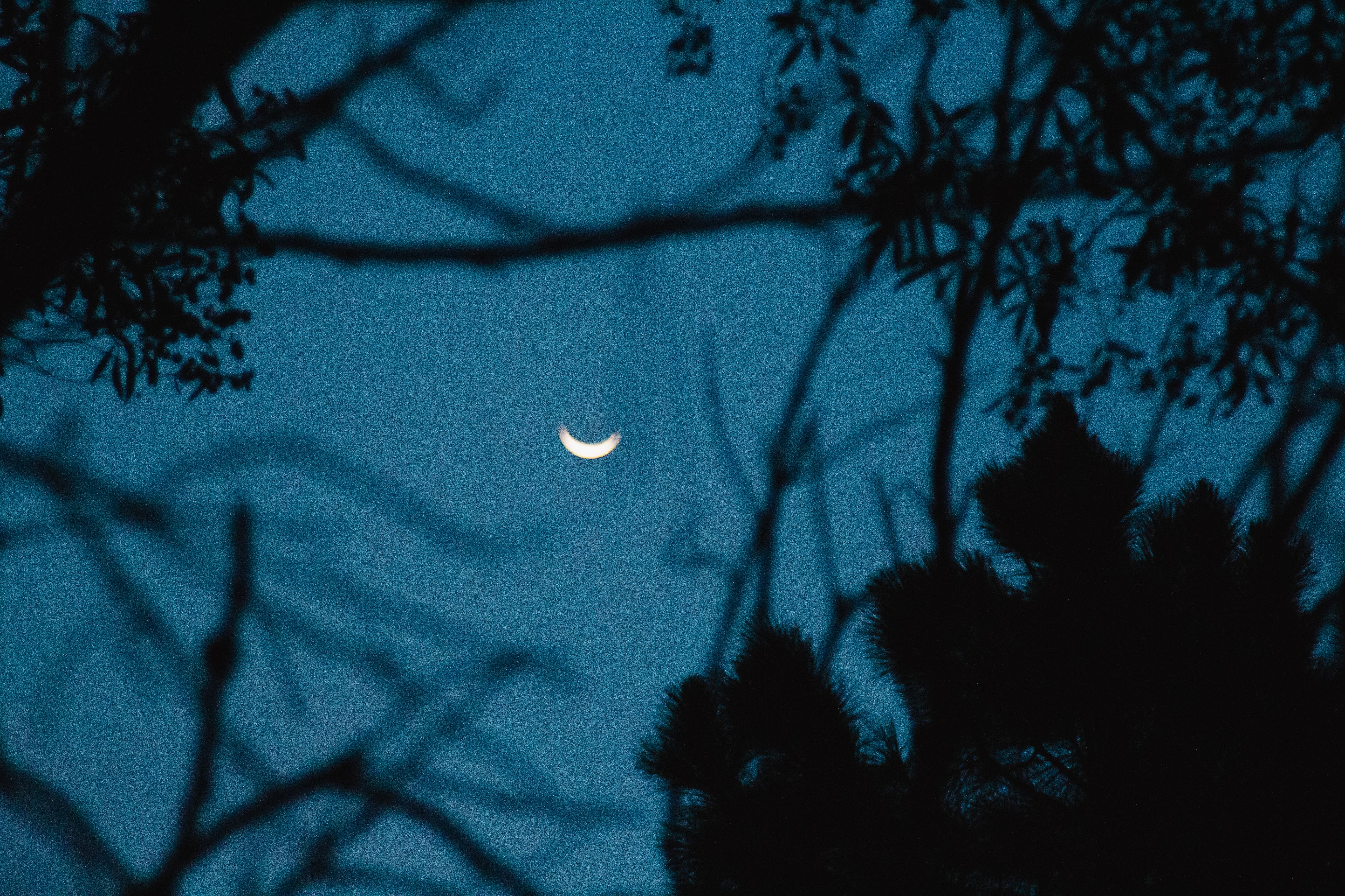 Moon on Sky behind Branches in Evening · Free Stock Photo