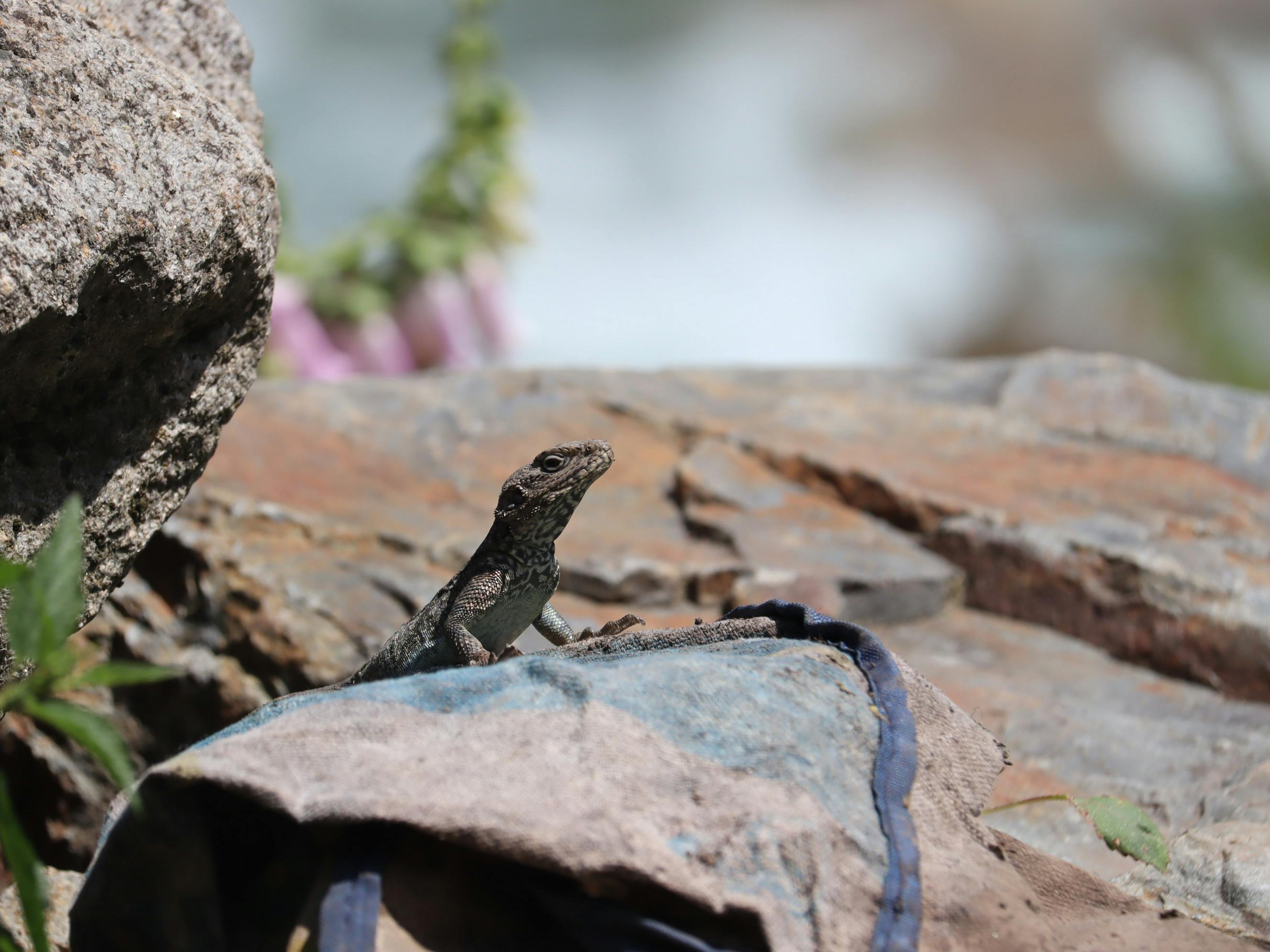 A Lizard on Brown Rock · Free Stock Photo