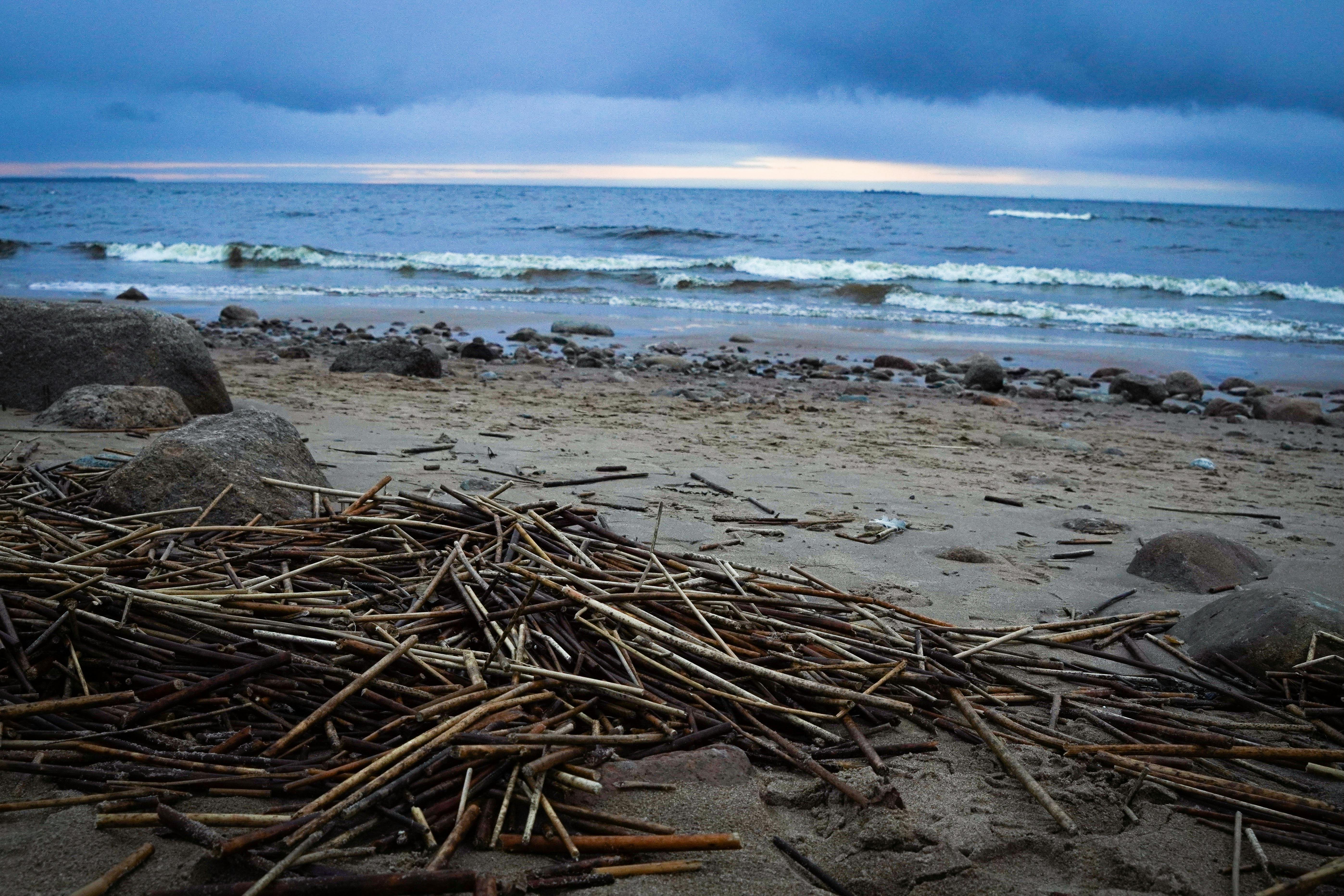 A Cluster of Driftwood on the Ocean Shore · Free Stock Photo