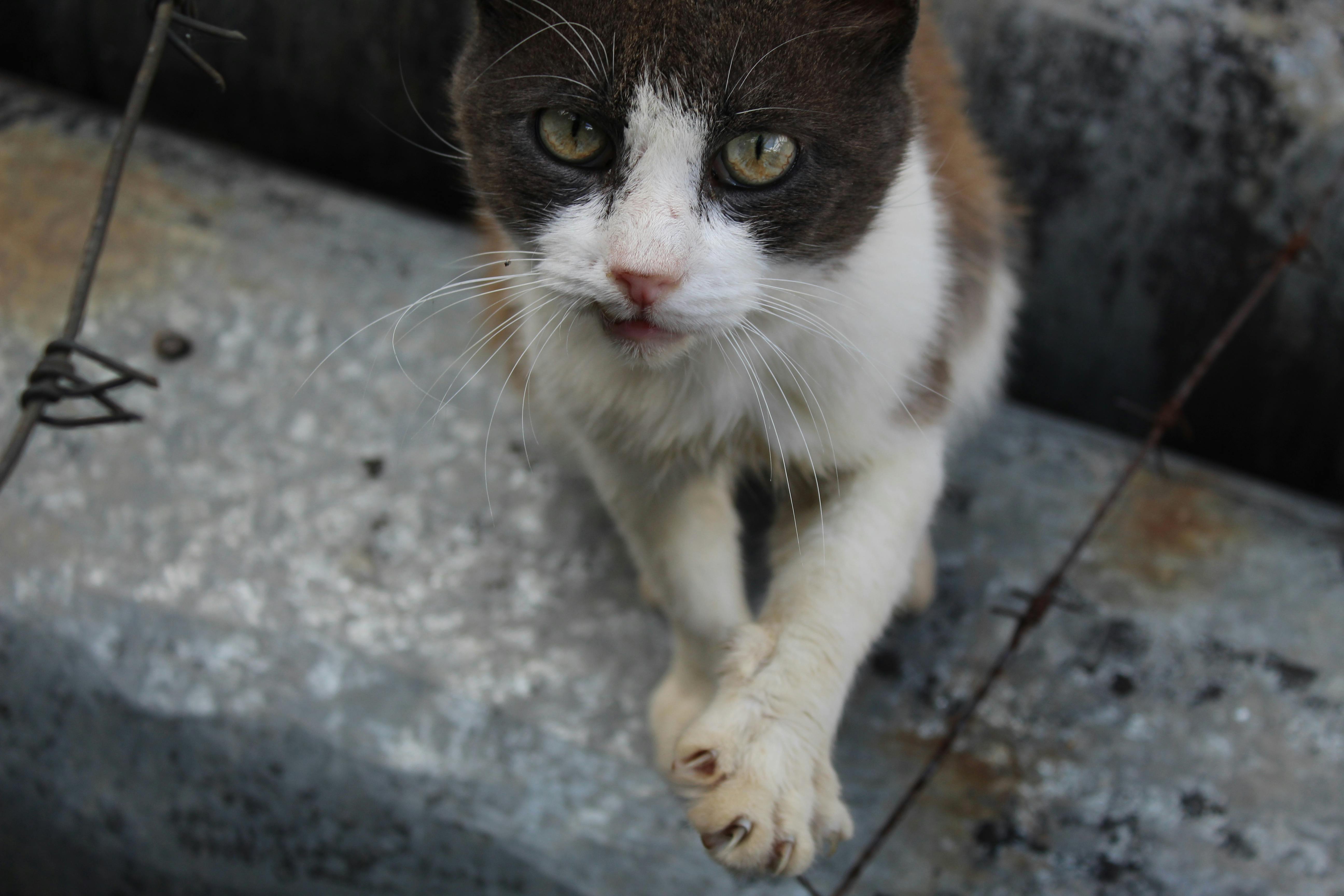 Photo Of A Cat With Kittens · Free Stock Photo