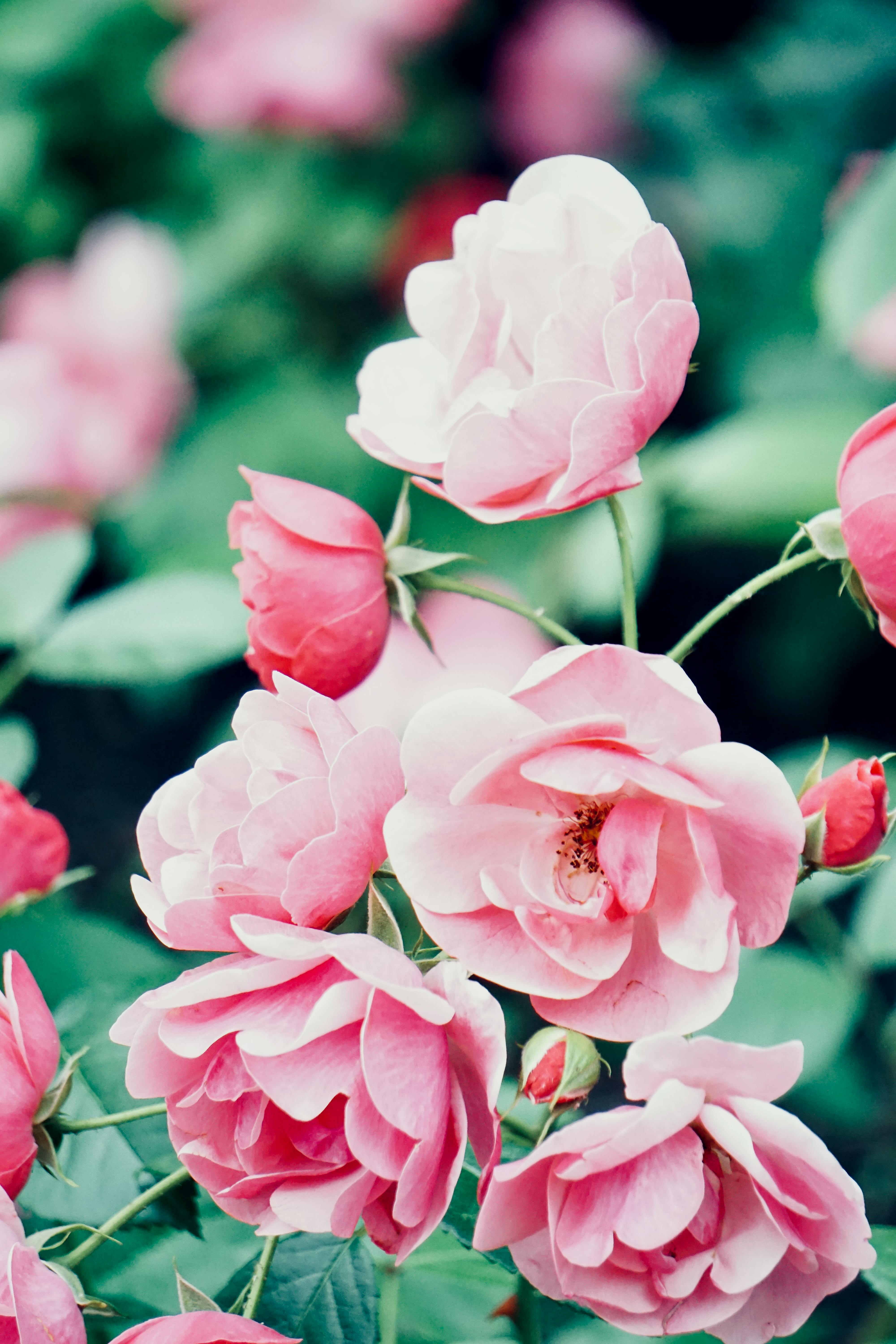 Pink Garden Roses in Bloom · Free Stock Photo
