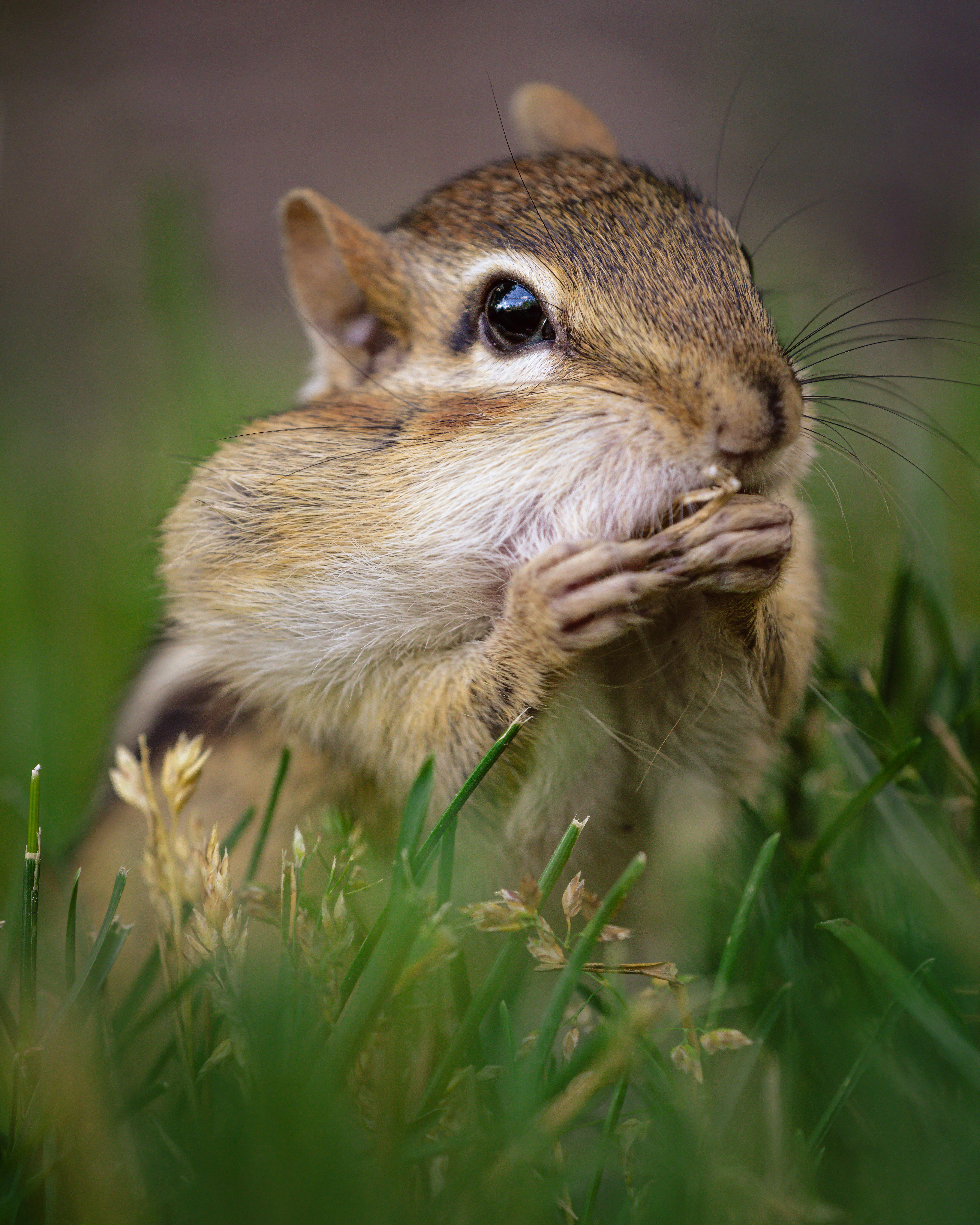 Photography of Brown Chipmunk Eating on Top of Rock · Free Stock Photo